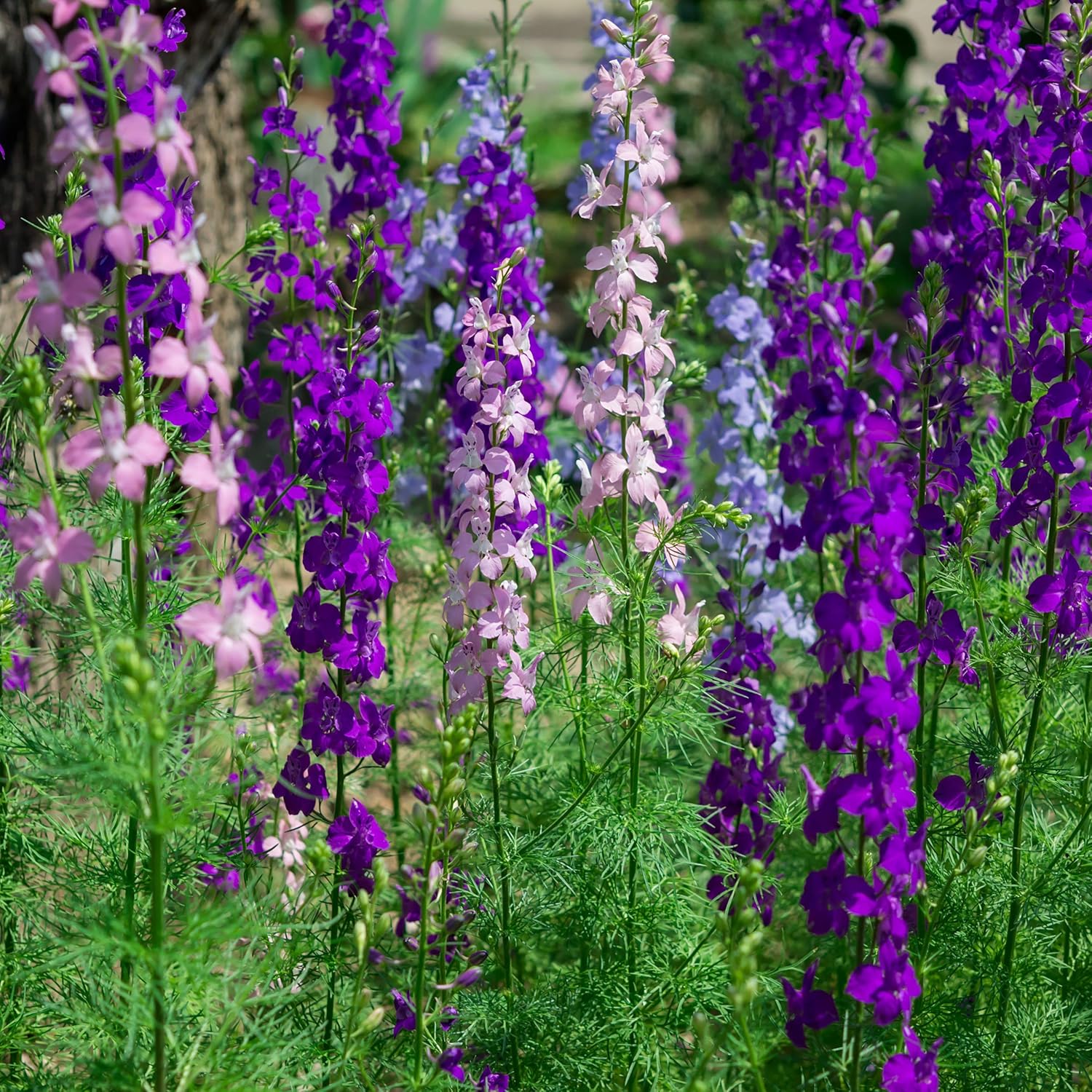 Amazon.com: Outsidepride 1/4 lb. Delphinium Rocket Larkspur Wild Flower ...