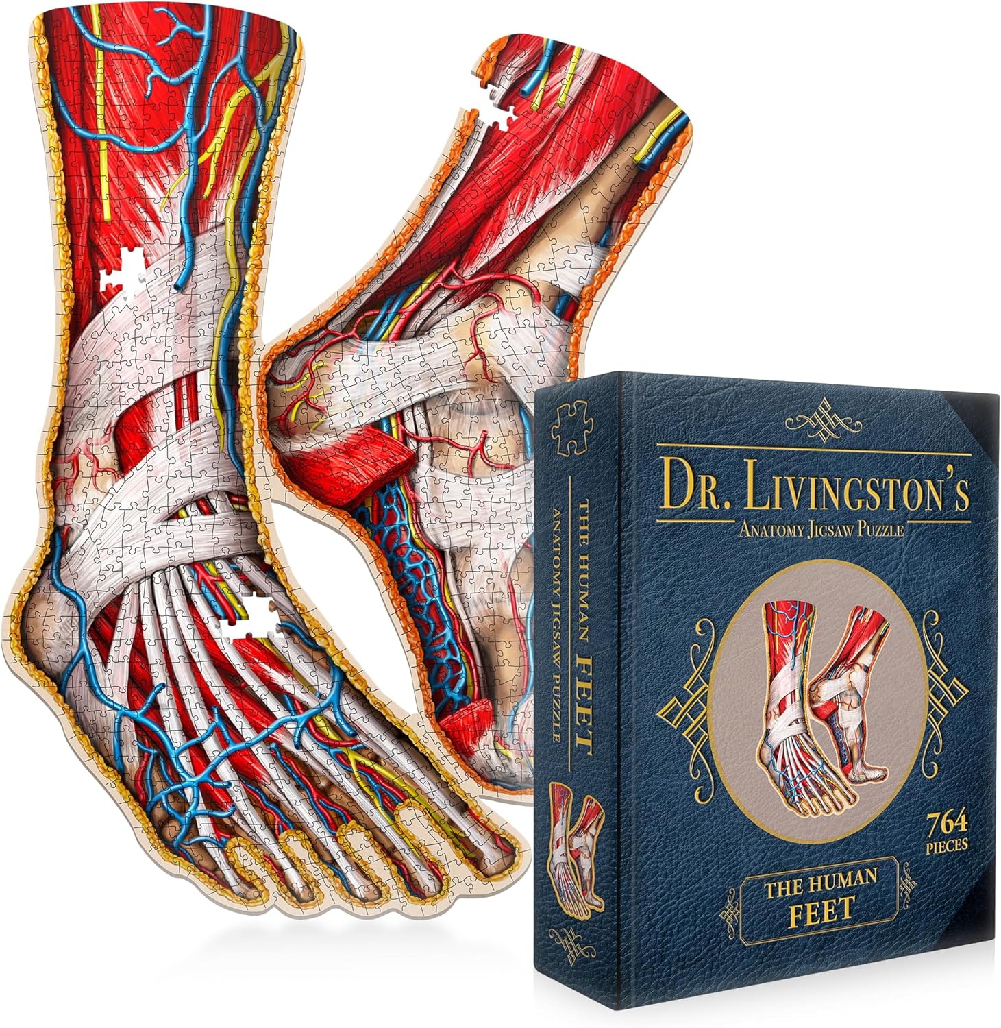 Amazon.com: Dr. Livingston's Human Feet Anatomy Puzzle - A Medically ...