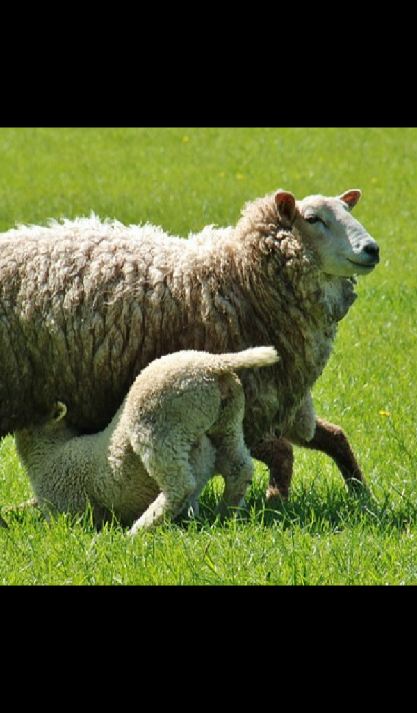 funny sheep Wallpaper -- HD Wallpapers of funny sheep! - App on the ...