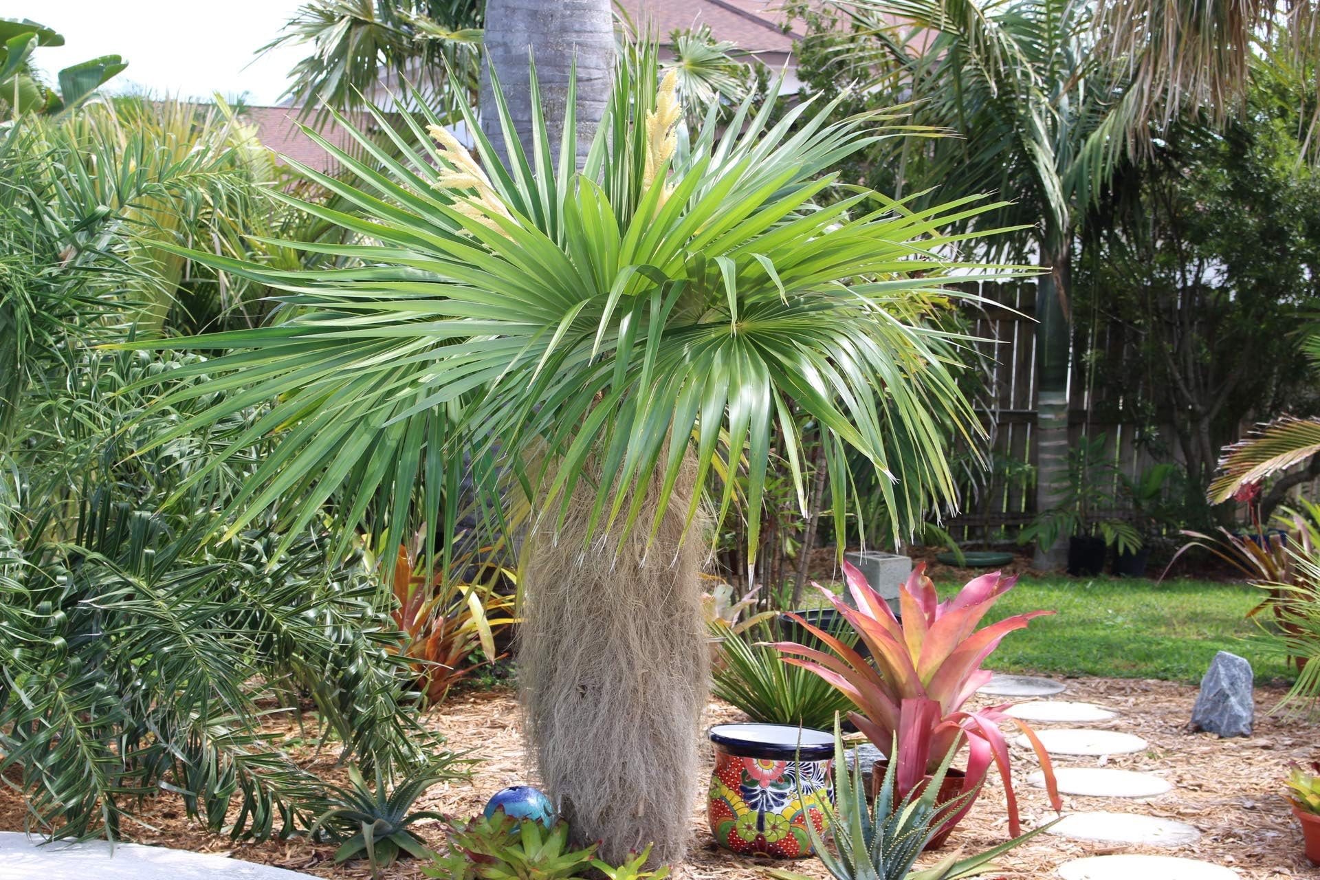 Amazon.com : Yucca ROSTRATA Exotic Blue Color Joshua Tree Hardy Desert ...