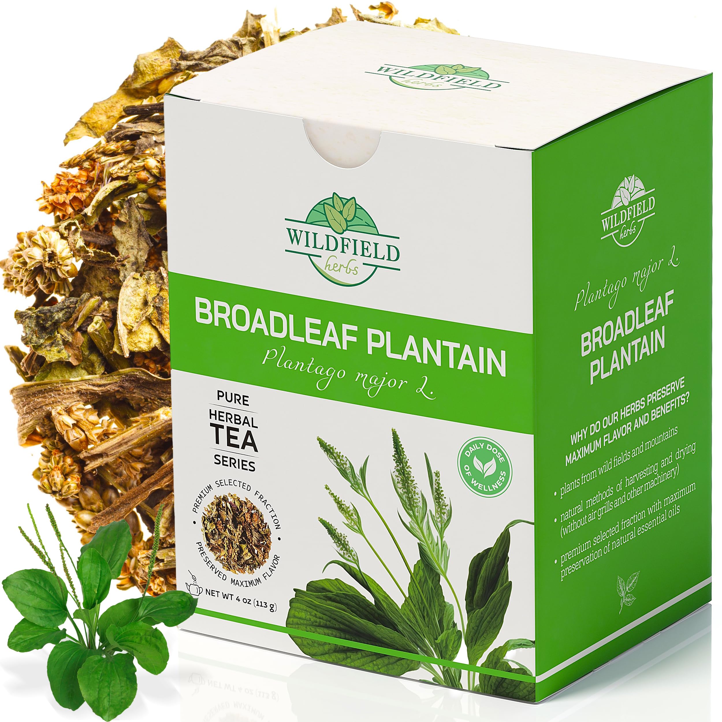 Amazon.com : 4 oz. Plantain Leaf Herb Tea Dried Plaintains (Plantago ...