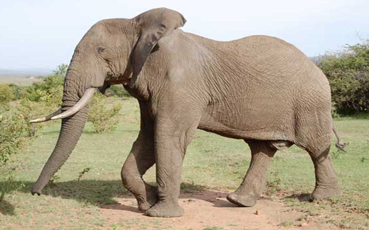 All About Elephants - App on the Amazon Appstore