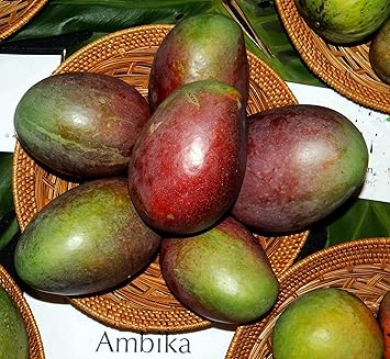 Cloud Farm Live Ambika Mango Plant Grafted 1 Healthy Live Plant CF_37 ...