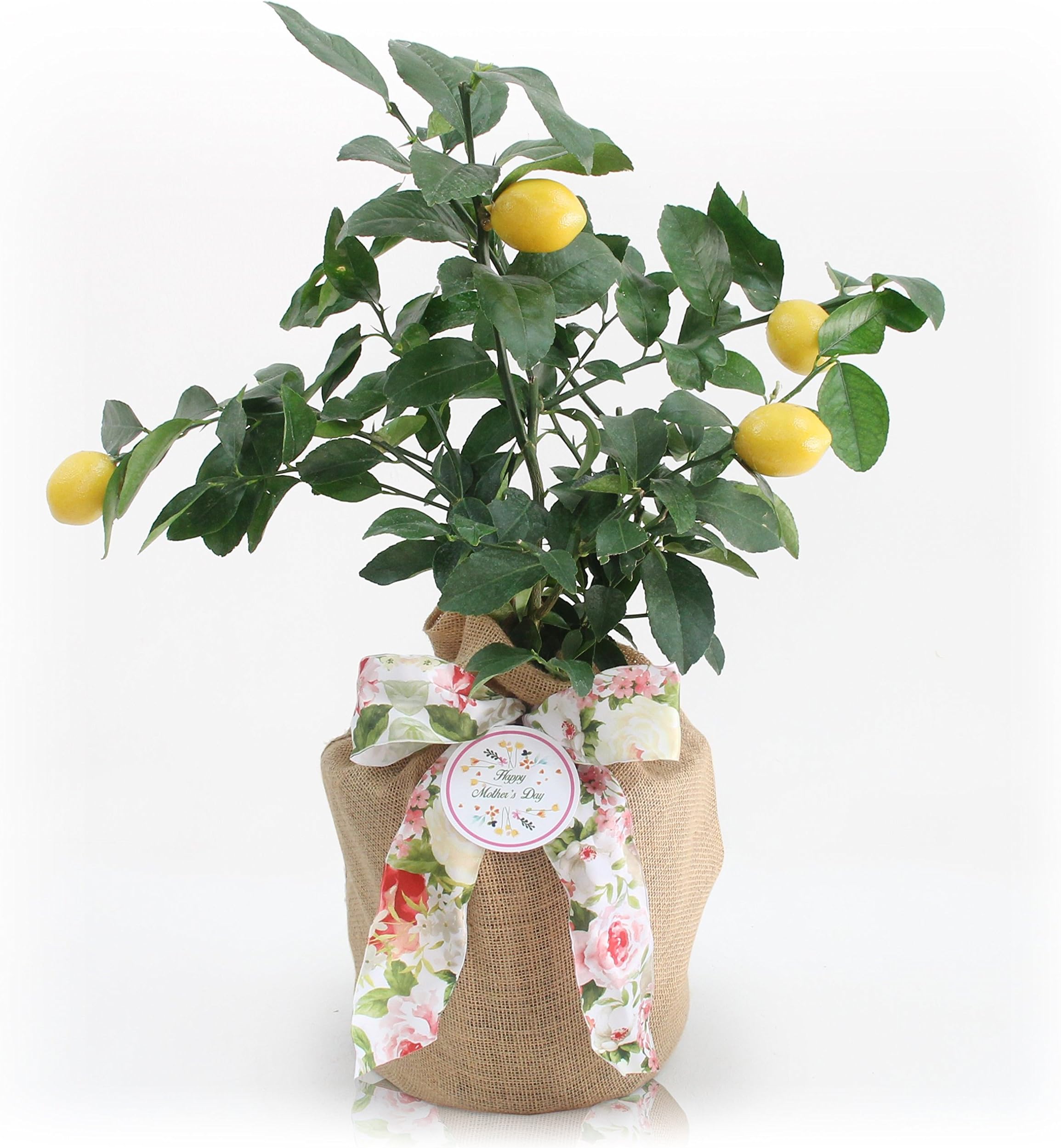 Amazon.com : YEGAOL Garden 35Pcs Meyer Dwarf Lemon Tree Seeds Fragrant ...