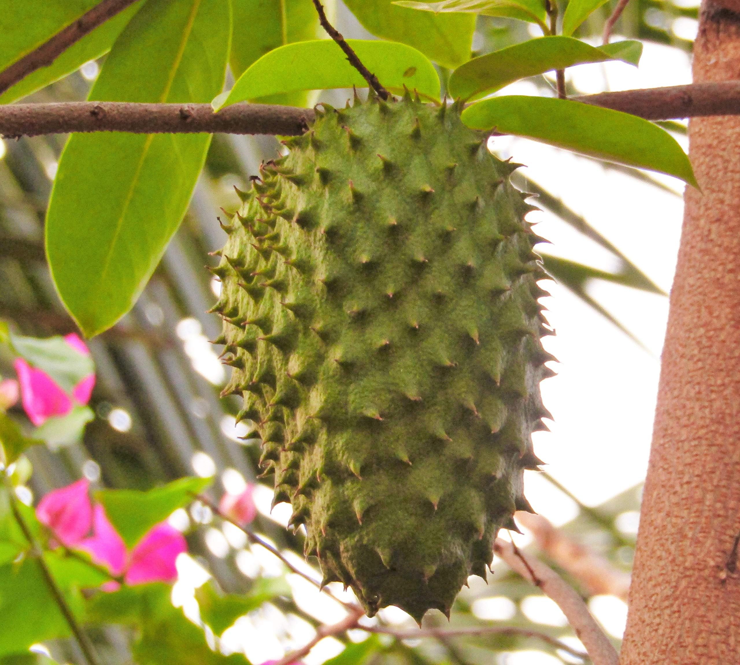 CooPany® 2 Rare Soursop Live Plant or Mullu Seetha Live Lakshman phal ...