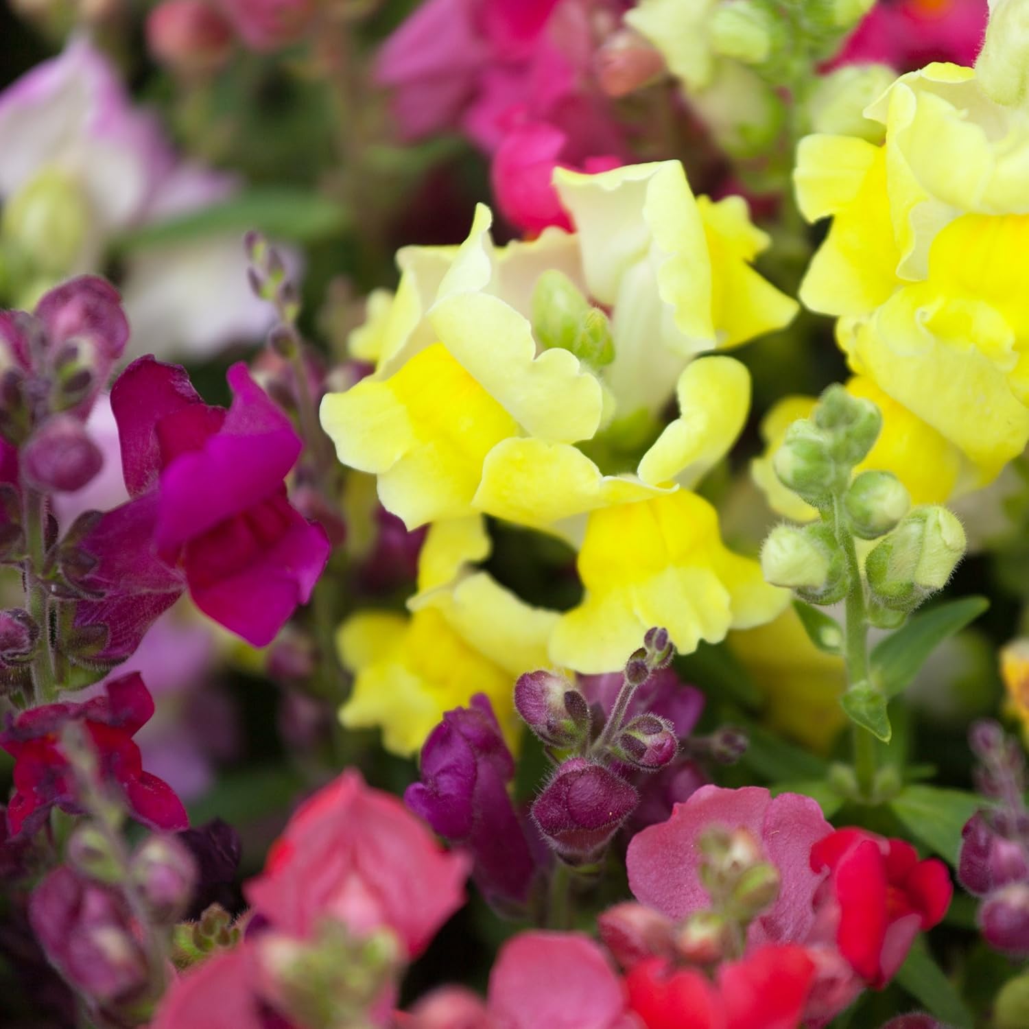Trailing Snapdragon Seeds - Antirrhinum majus pendula - : Amazon.co.uk ...