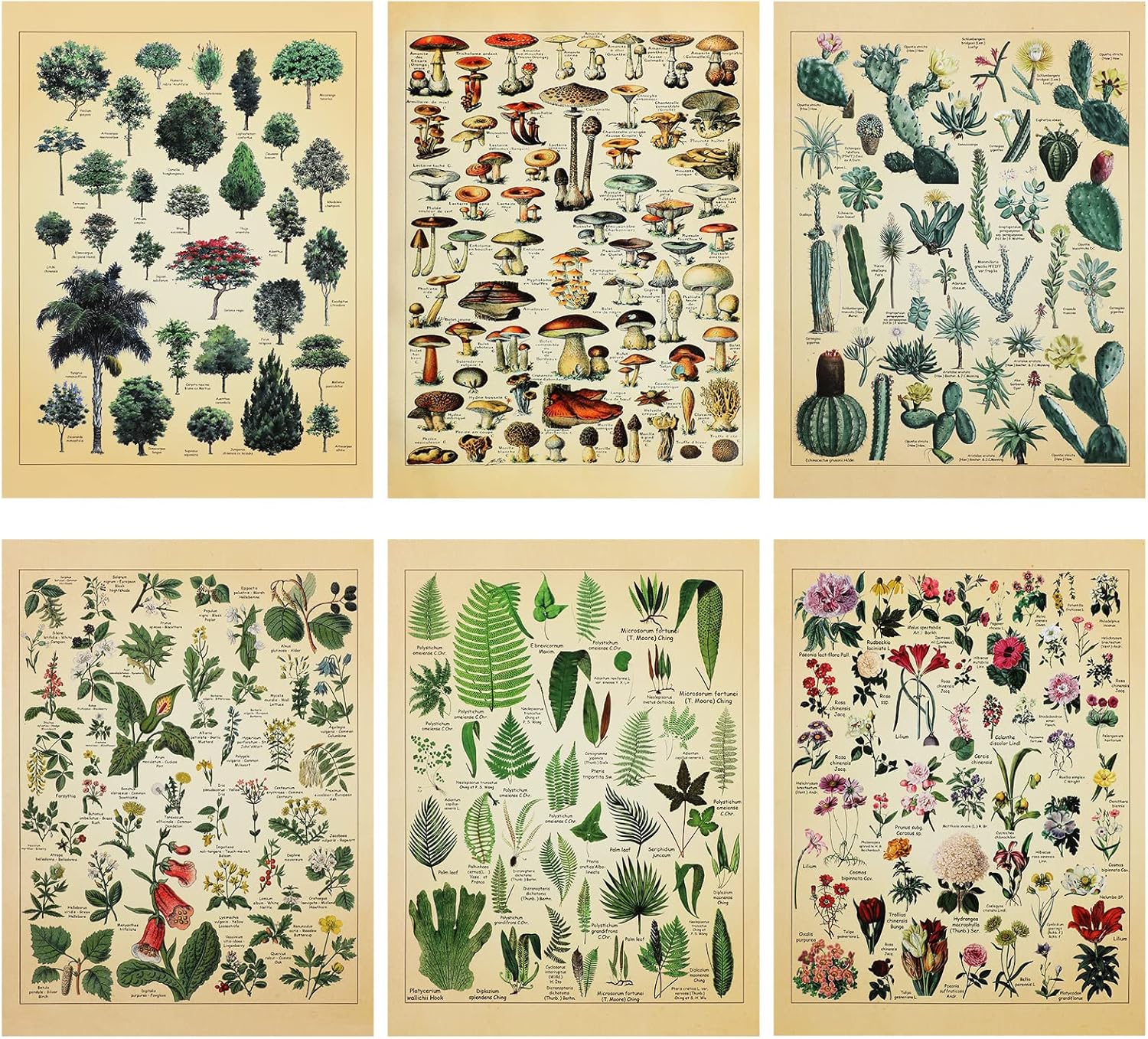 Amazon.com: Fainne Set of 6 Plant Poster Vintage Botanical Prints 12 x ...