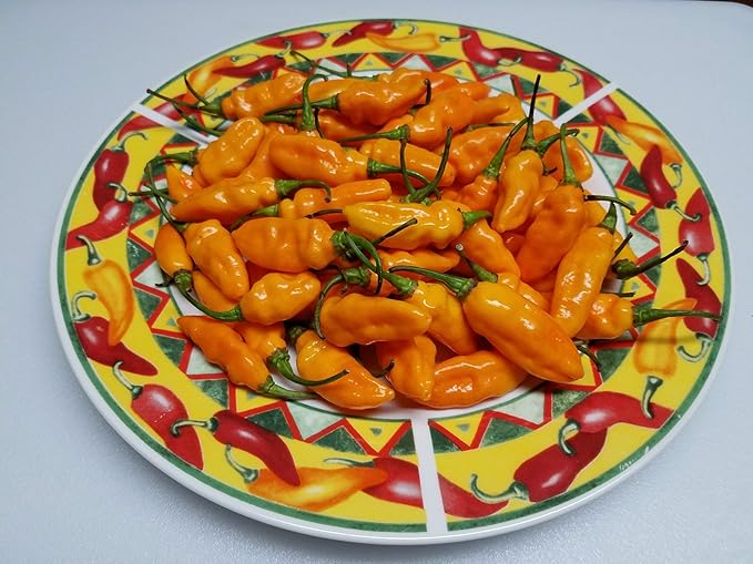 Amazon.com: Datil Hot Pepper 10+ Seeds : Patio, Lawn & Garden