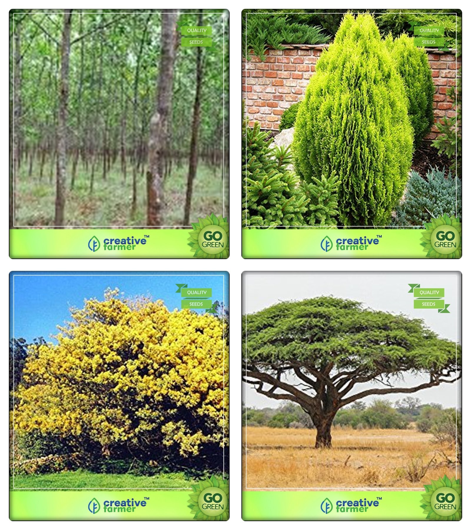 Buy Creative Farmer Seed Of Tree Mangium,Thuja Orientalis,Acacia ...
