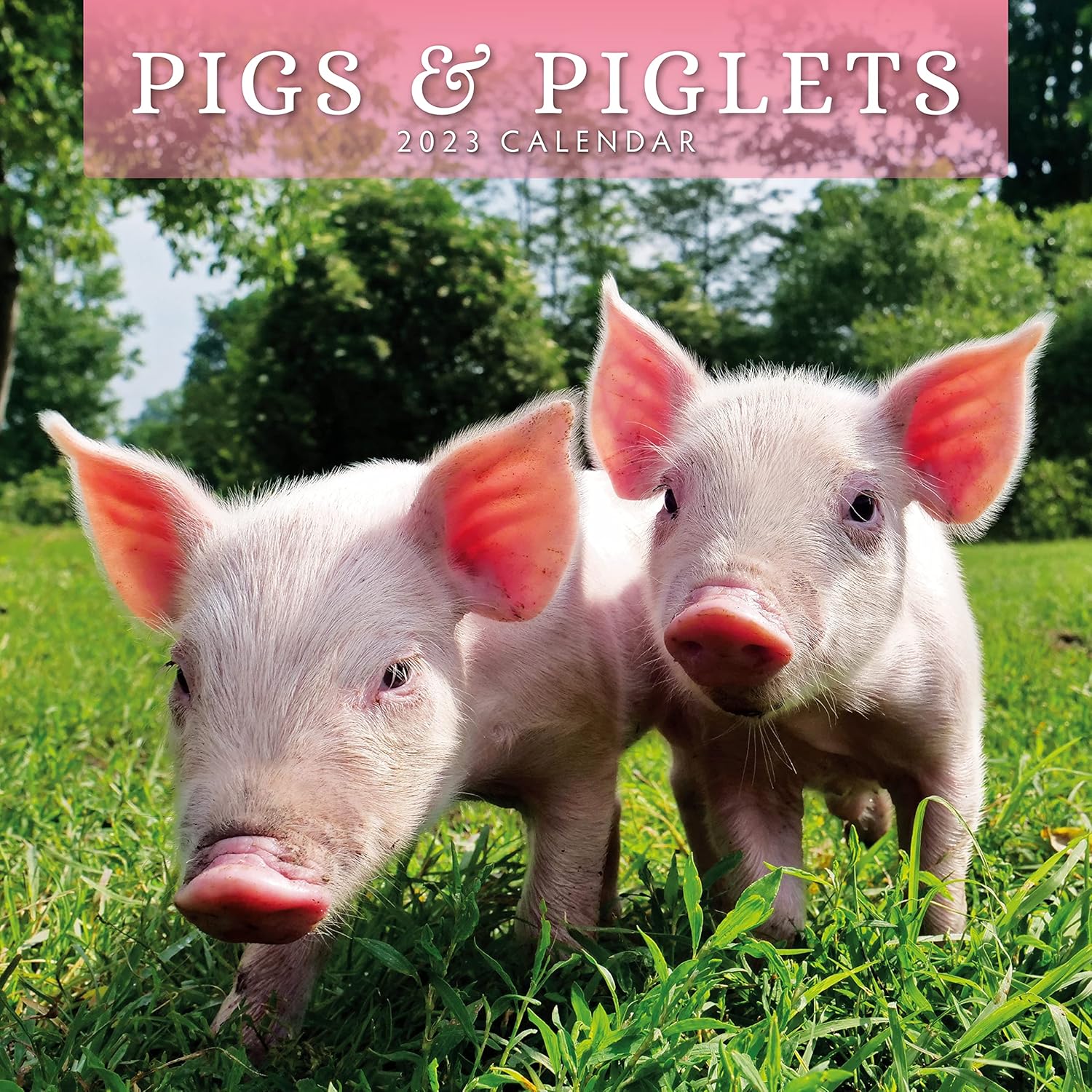 Amazon.com: 2023 Pigs & Piglets Monthly Wall Calendar by Red Robin ...