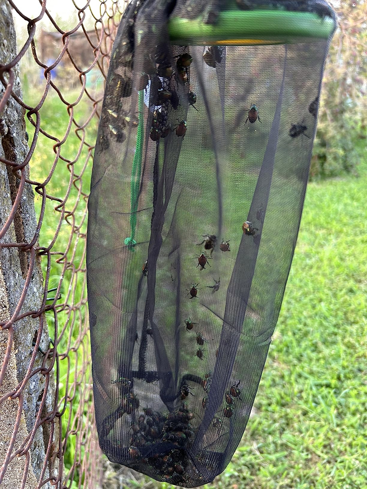 BIOLOGIC TRAP | 1 Trappola Popillia Japonica BASIC, 1 Ricarica di Super ...