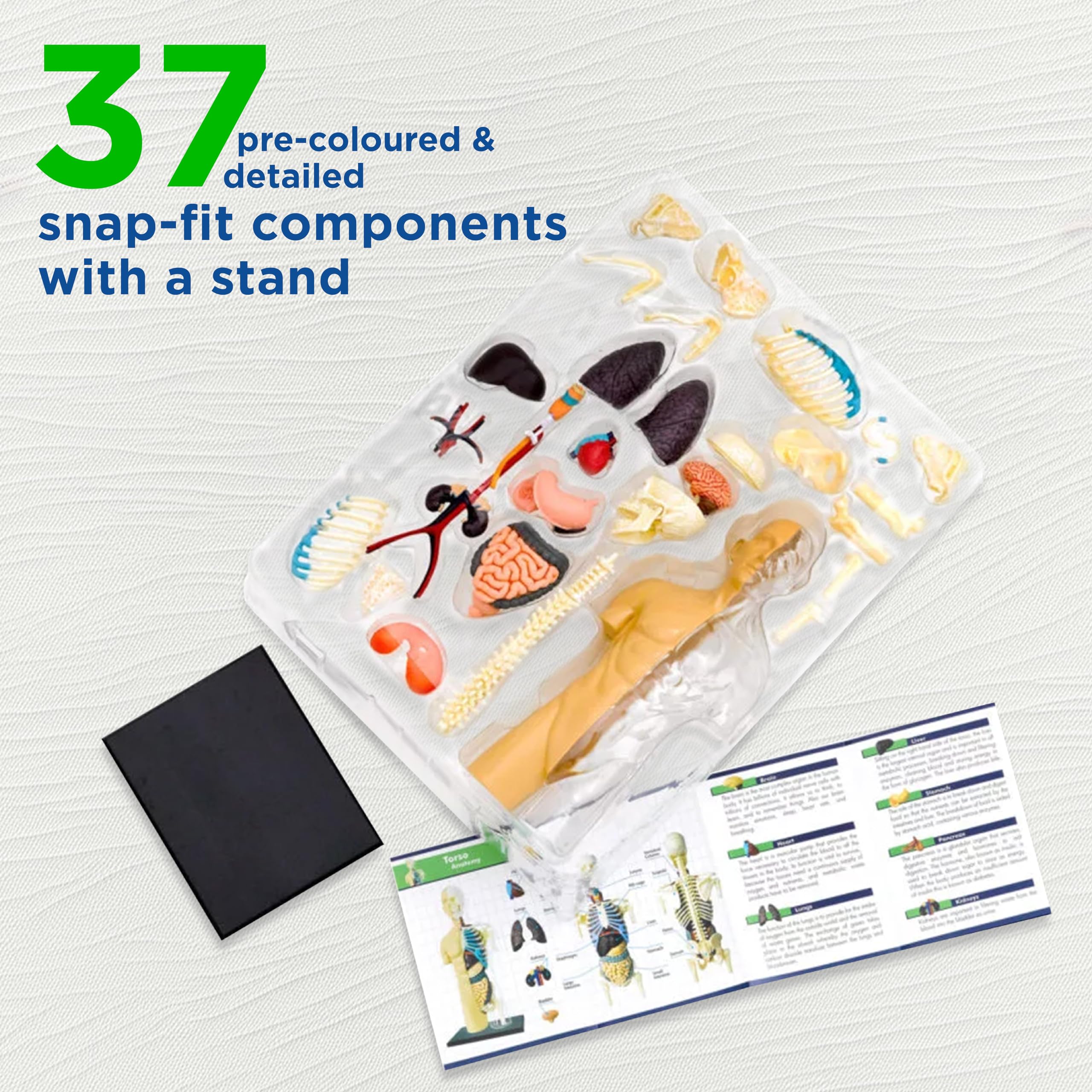 Thames & Kosmos Nature Discovery: Human Body Anatomy Model, Kids ...