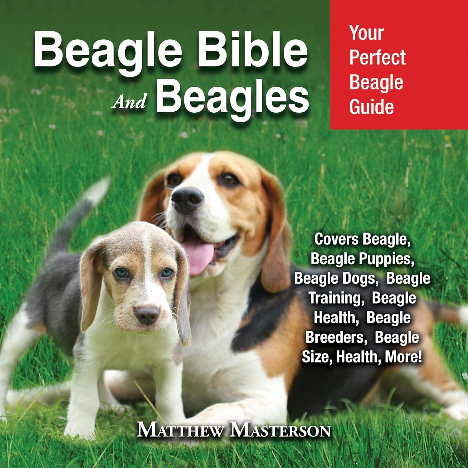 Amazon.com: Beagle Bible and Beagles: Your Perfect Beagle Guide: Beagle ...