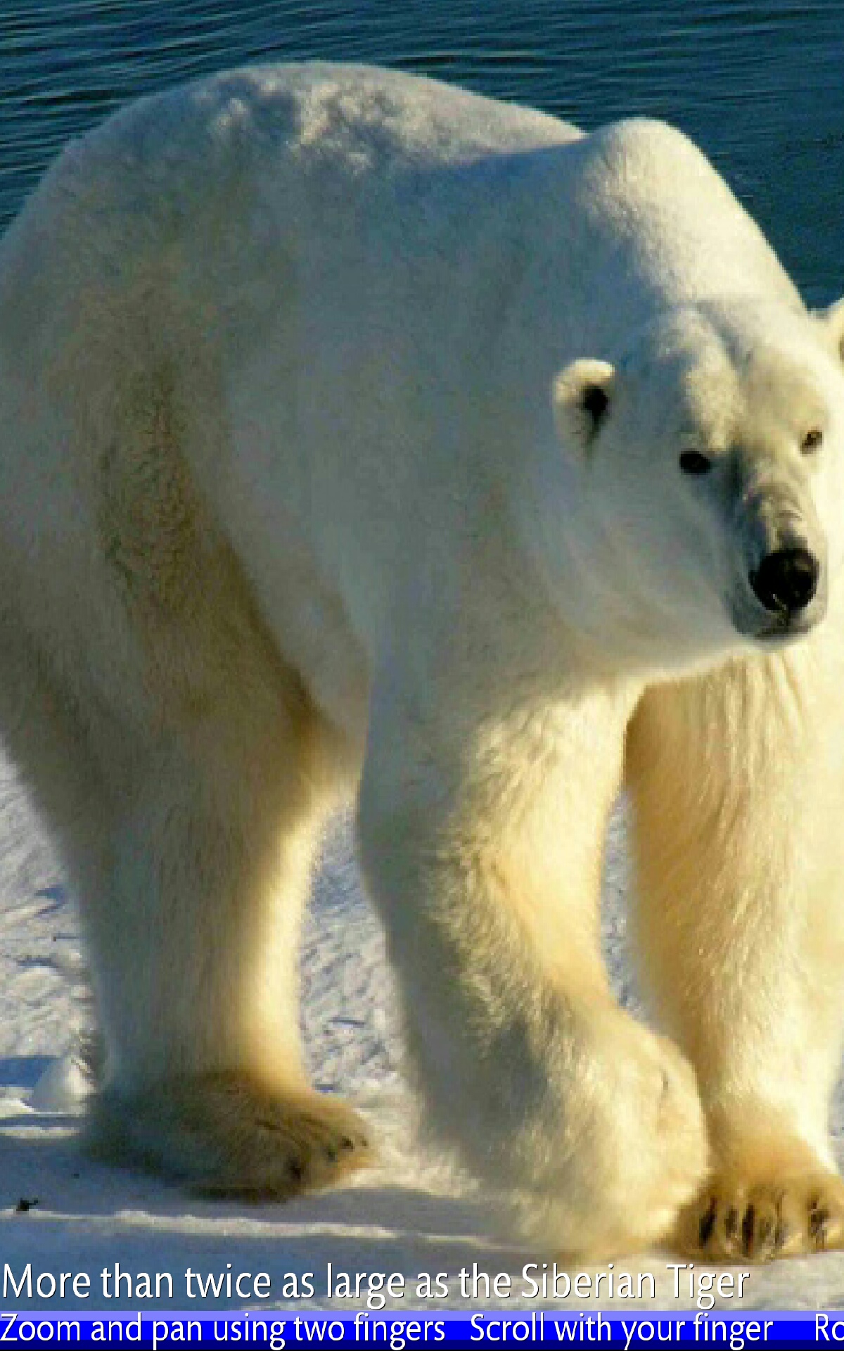 Wild Animals of the Arctic 2 - App on Amazon Appstore