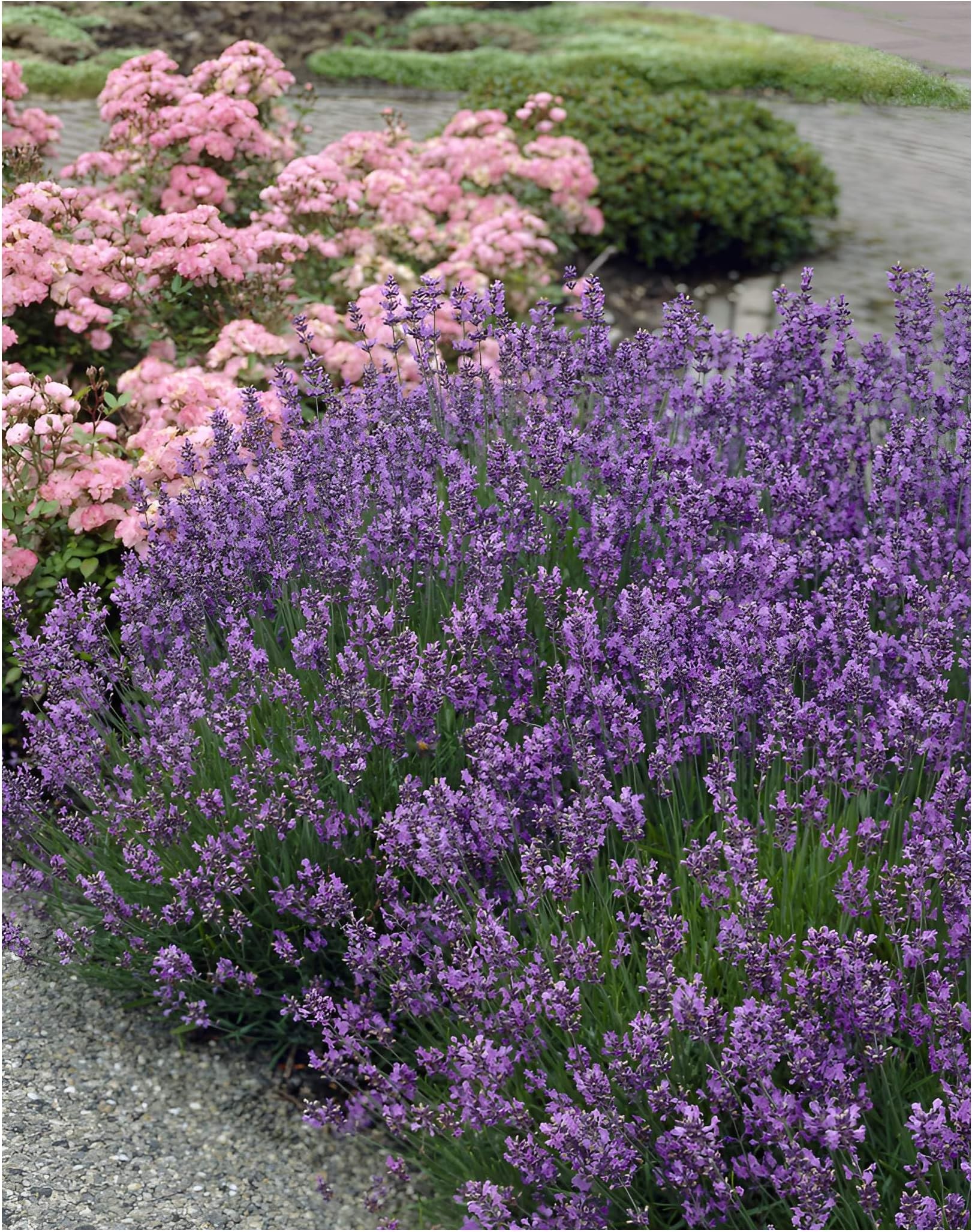 10 x Lavandula angustifolia 'Munstead' (Staude/Stauden/Winterthart ...