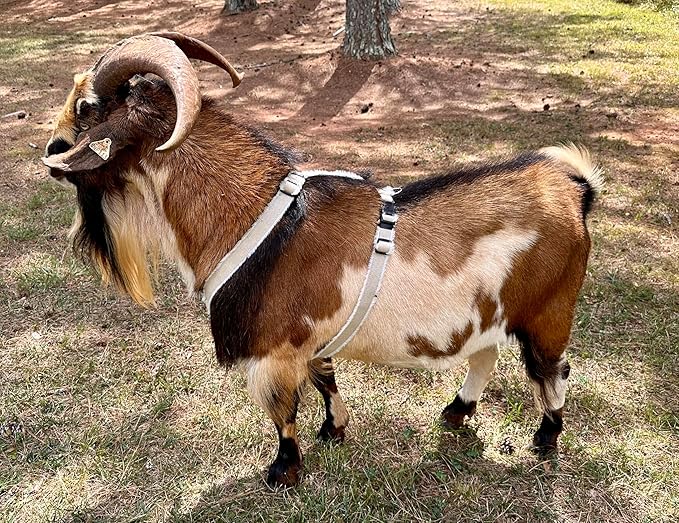 Amazon.com : Goat Harness, Sheep Harness, Asatre Livestock Hemp Goat ...