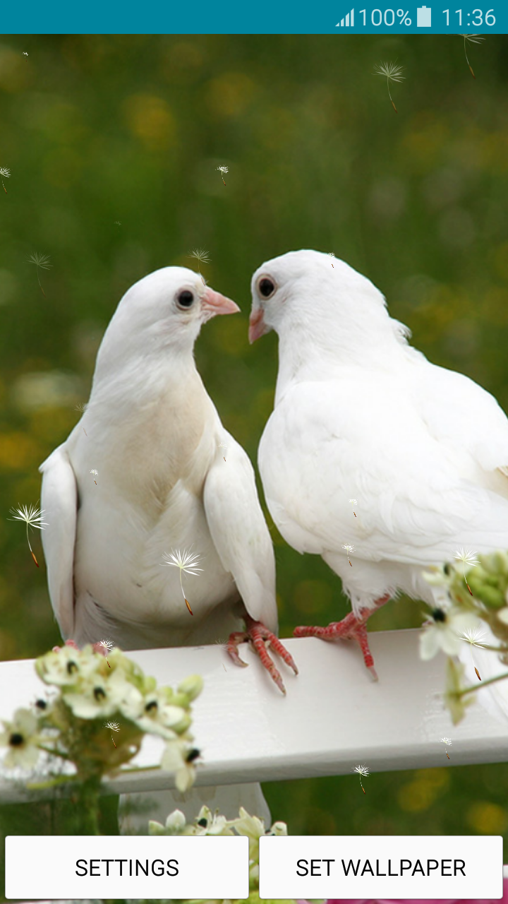 Live Wallpapers – Doves - App on Amazon Appstore