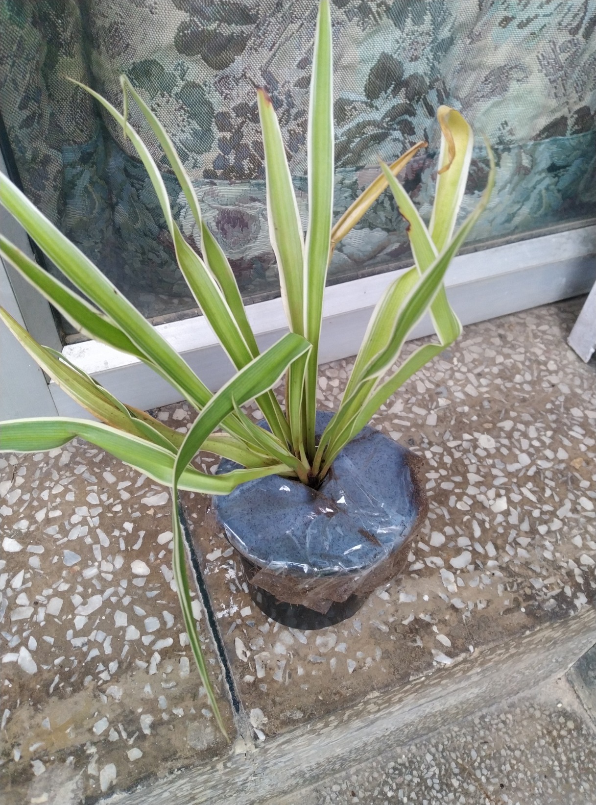 MVKR Live Kewda Plant | Anti Cancer Kevda Medicinel Plant I With ...