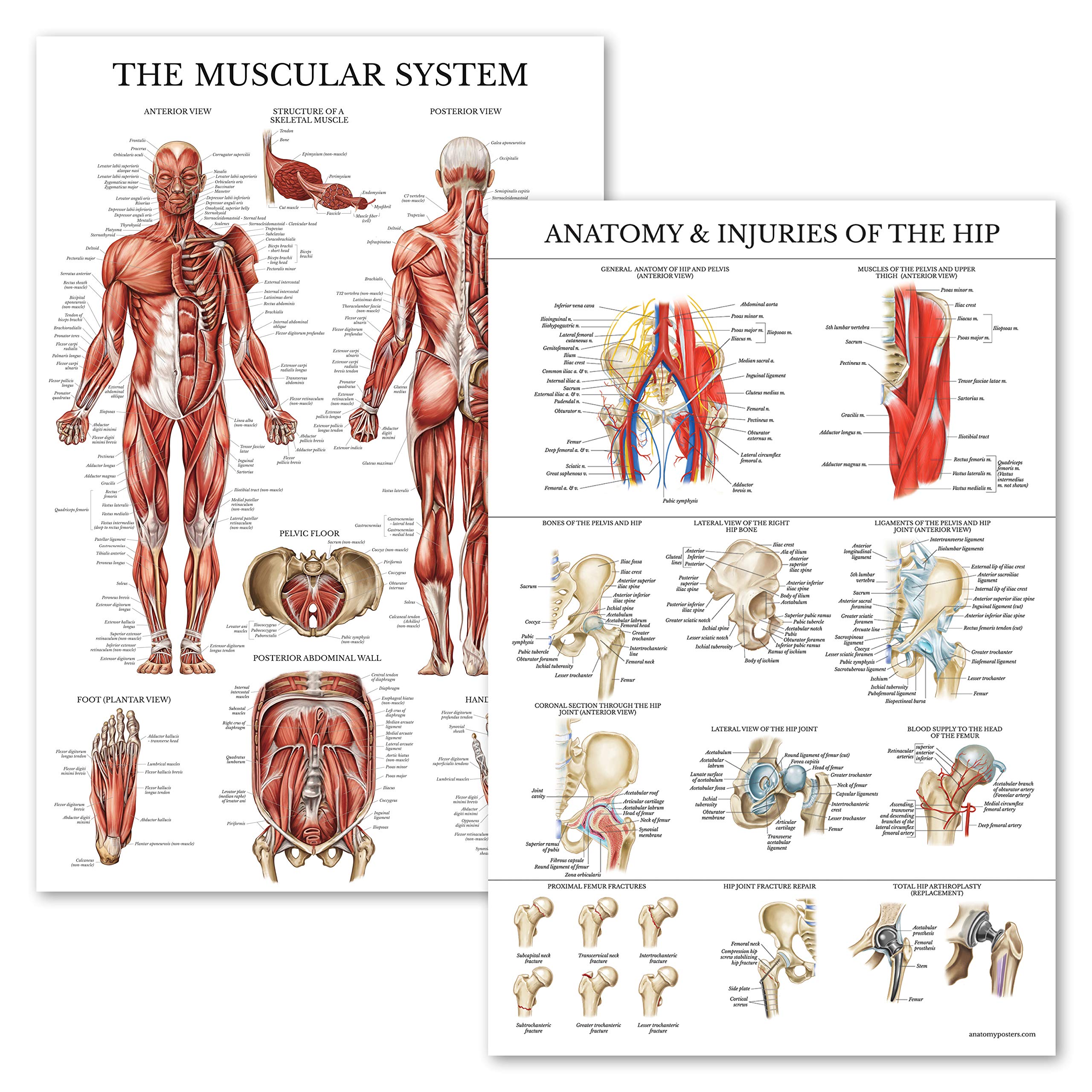 Buy 2 Pack - Muscular System Anatomical + Anatomy & Injuries of The Hip ...