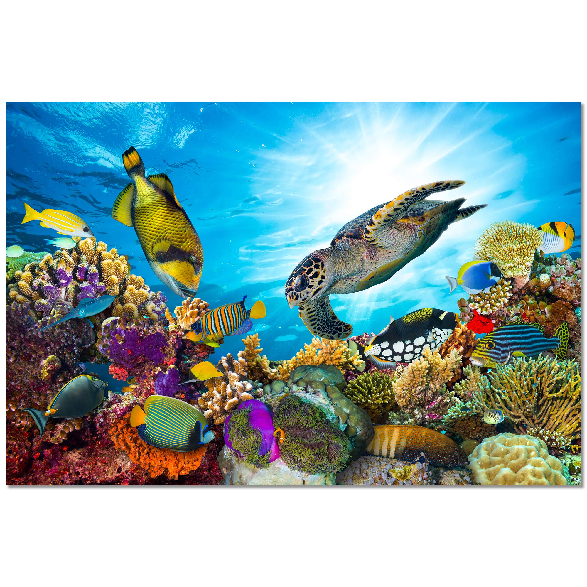 Amazon.com: Under the Sea Ocean Turtle Gloss Poster - Large 24x16 inch ...
