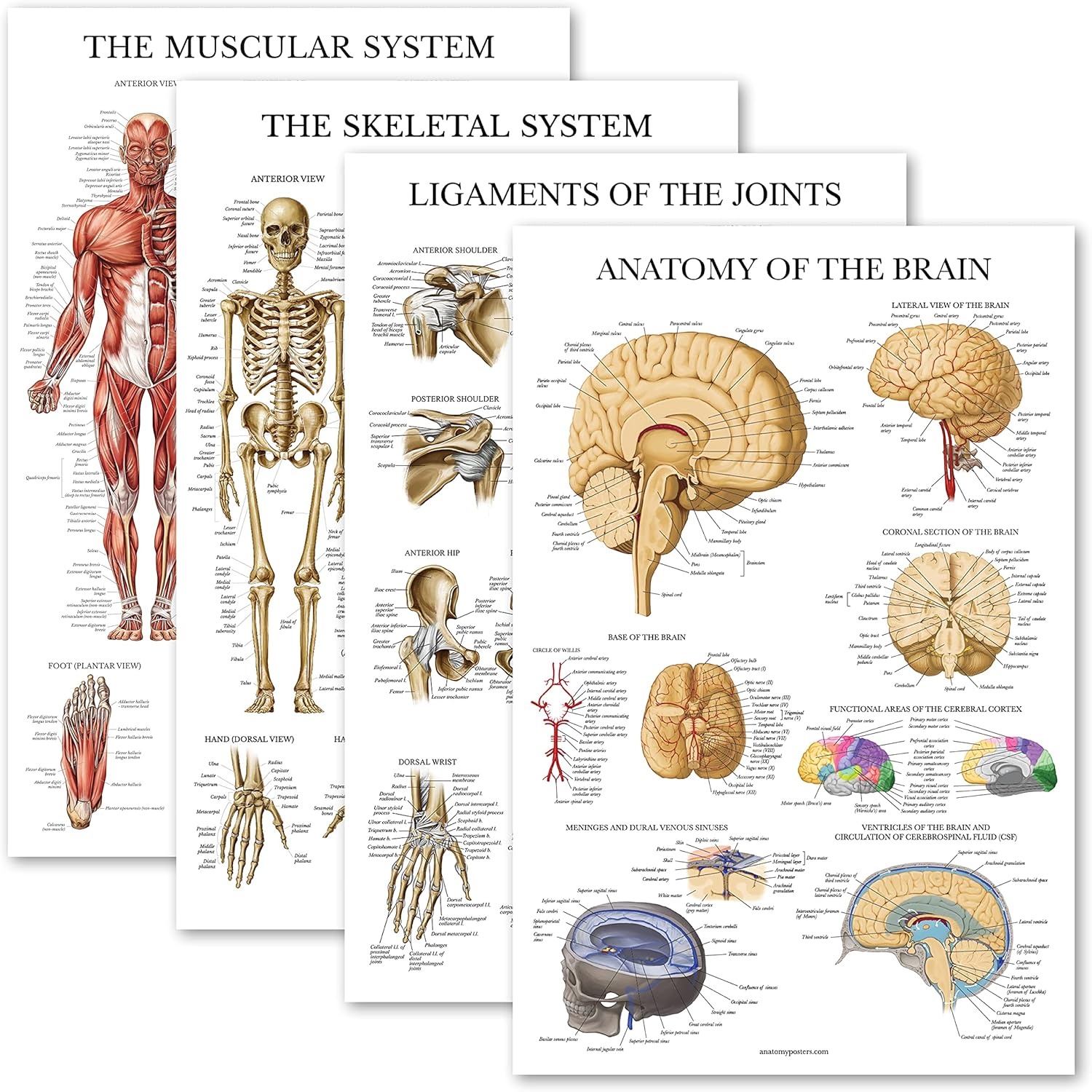 Palace Learning Anatomical Poster Set - Muscular, Esquelético,