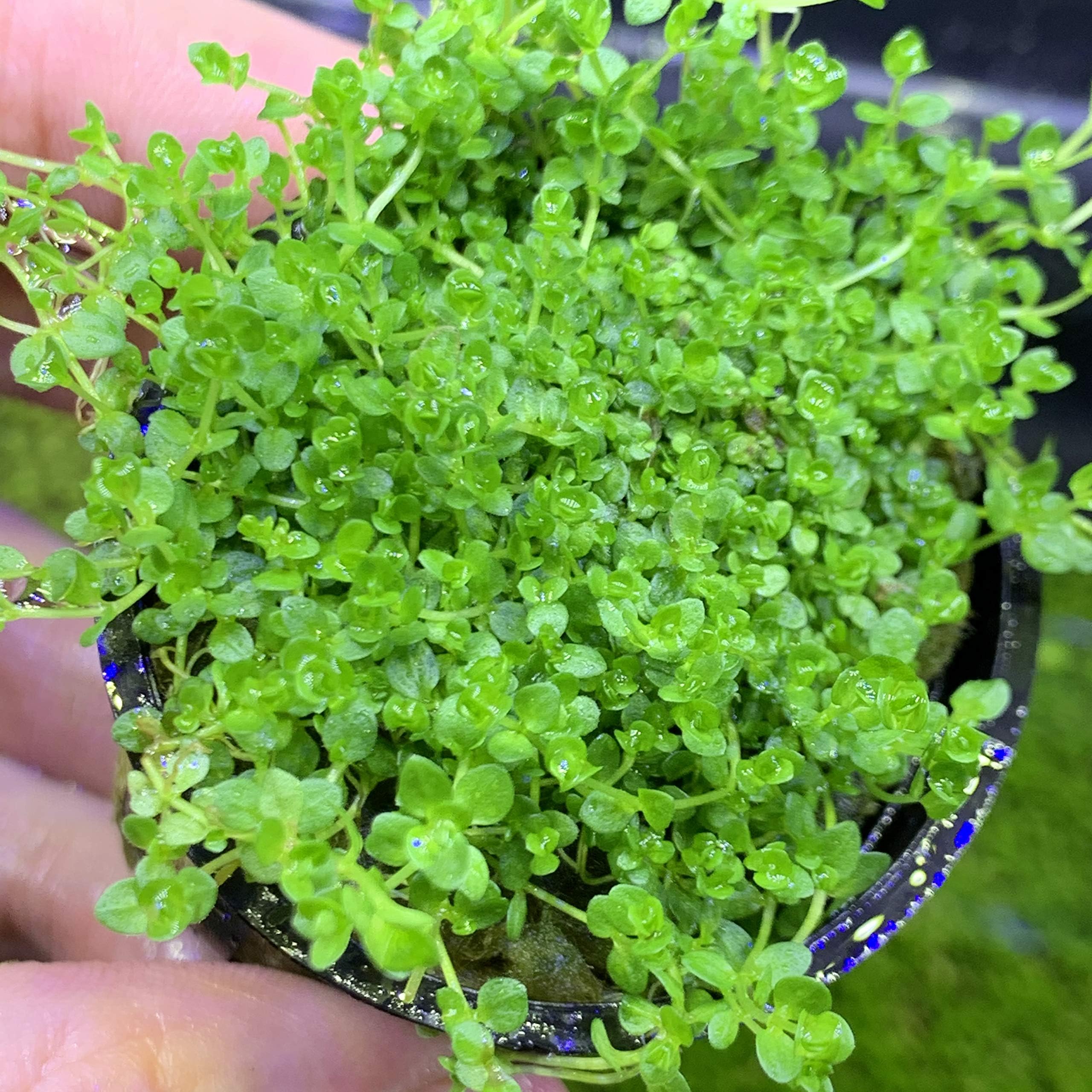 Amazon.com: Generic Pearl Weed (Micranthemum Micranthemoides) Potted ...