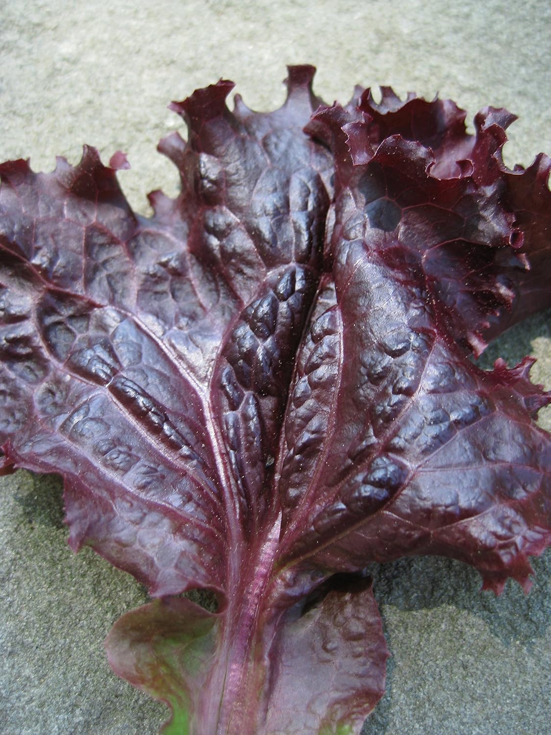 Amazon.com : Black Hawk Leaf Lettuce by Stonysoil Seed Company Darkest ...
