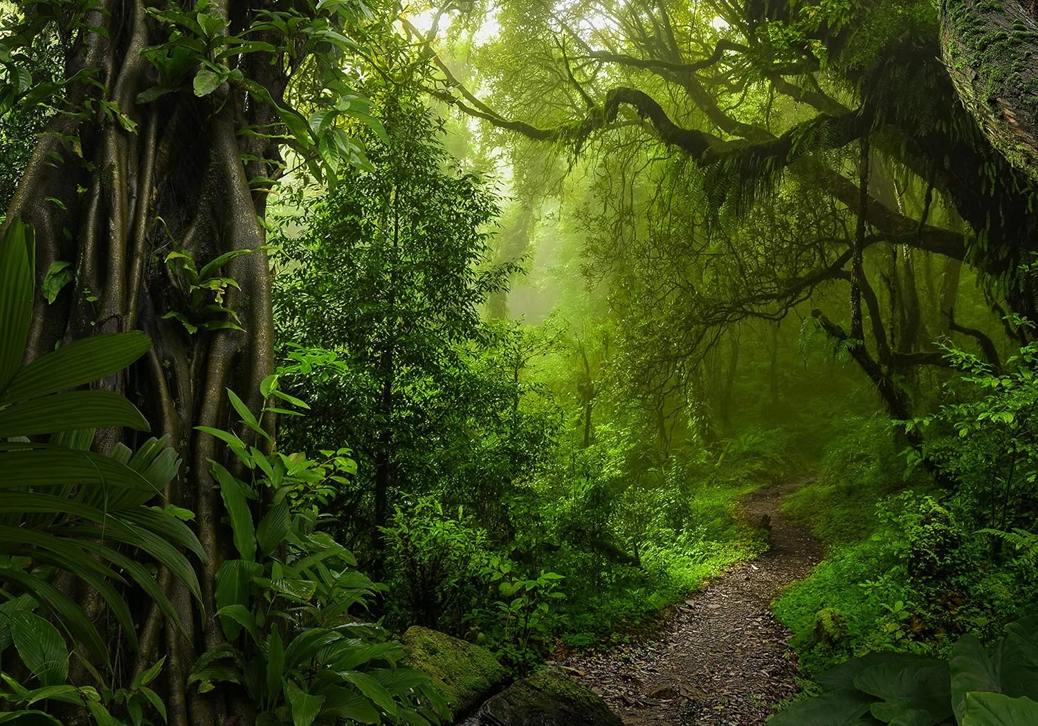 wandmotiv24 Fototapete Dschungelpfad Wald Weg, XXL 400 x 280 cm - 8 ...