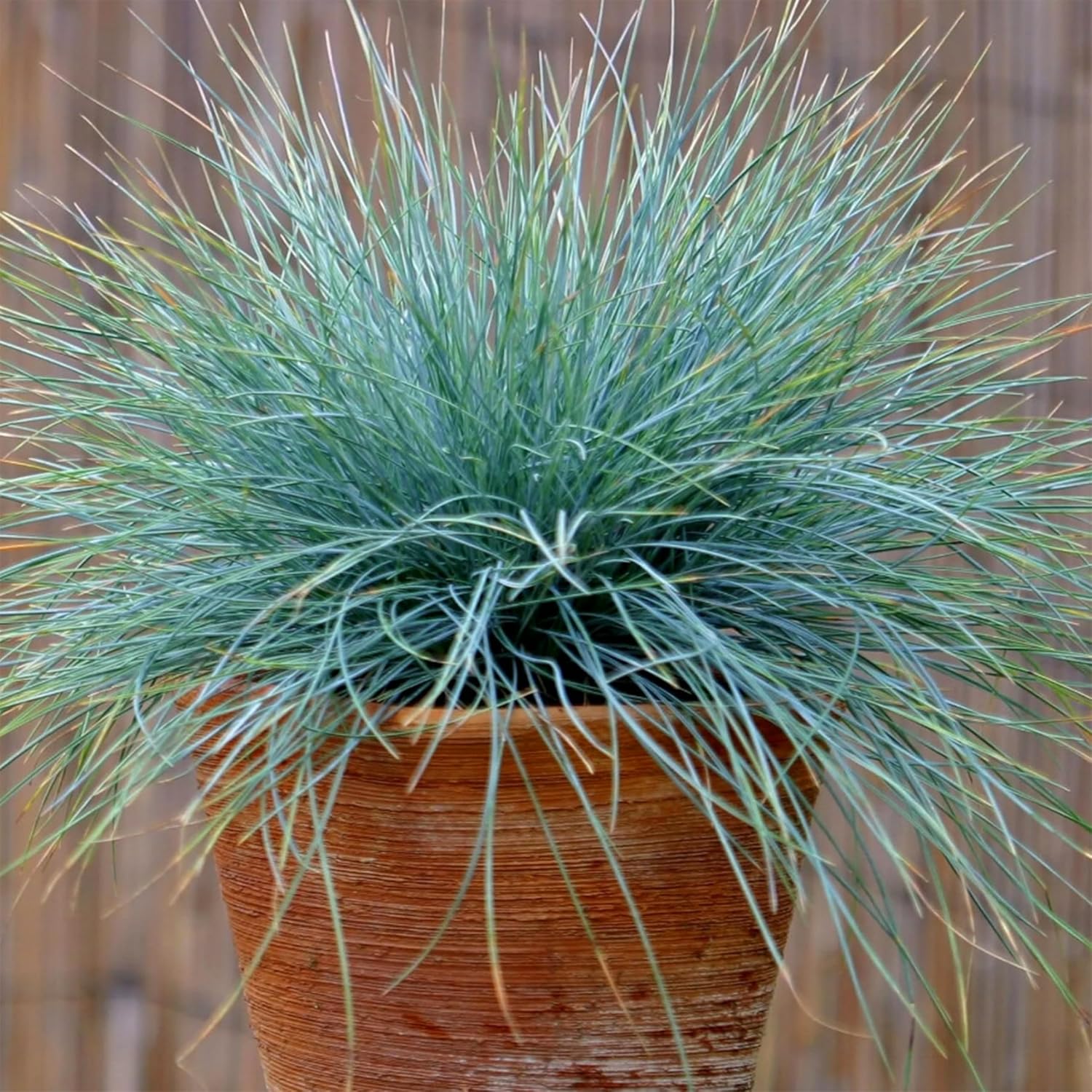 Amazon.com : KVITER 300 Blue Fescue Seeds (Festuca Ovina Glauca) – Also ...