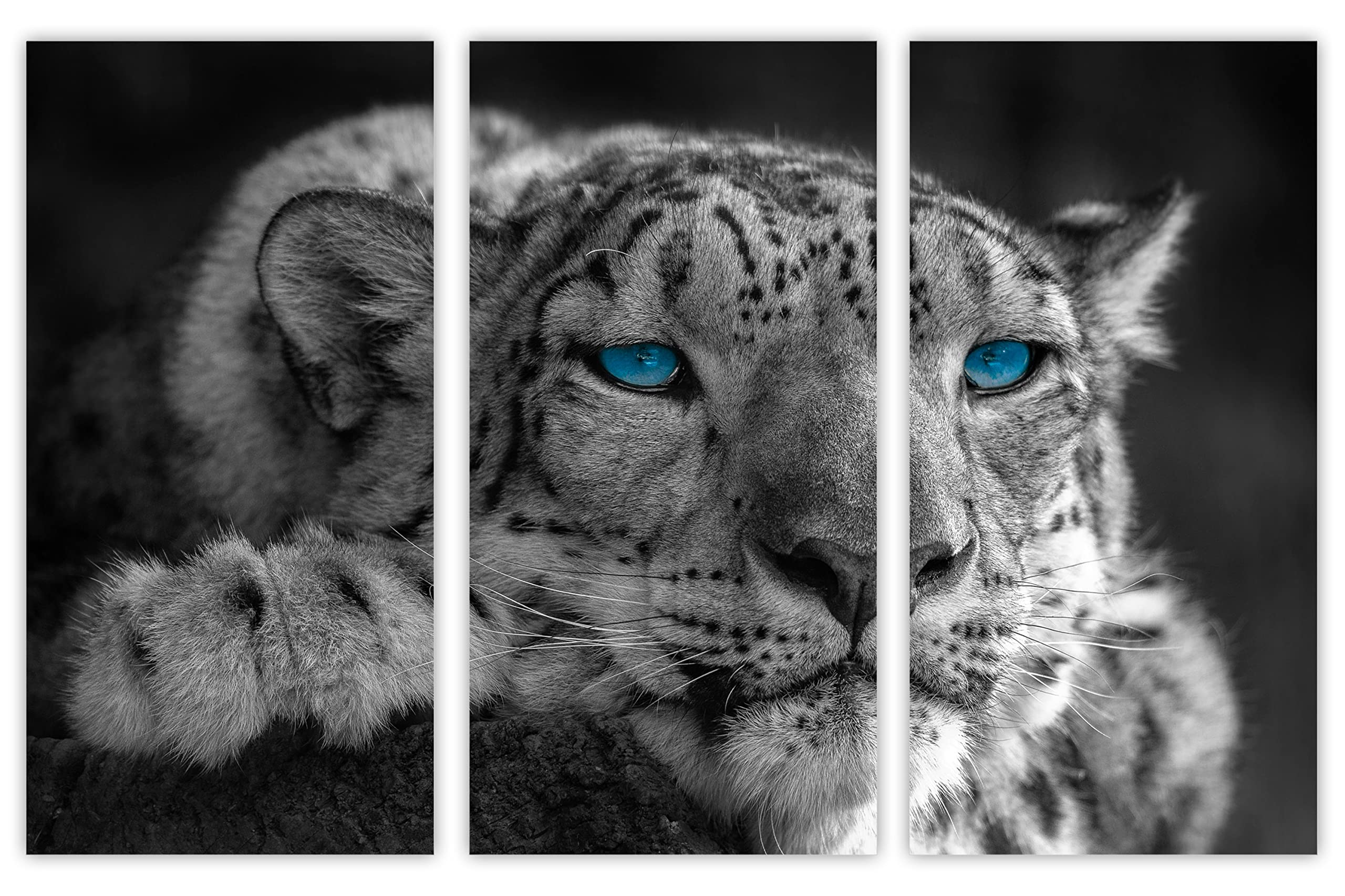 White Snow Leopard With Blue Eyes