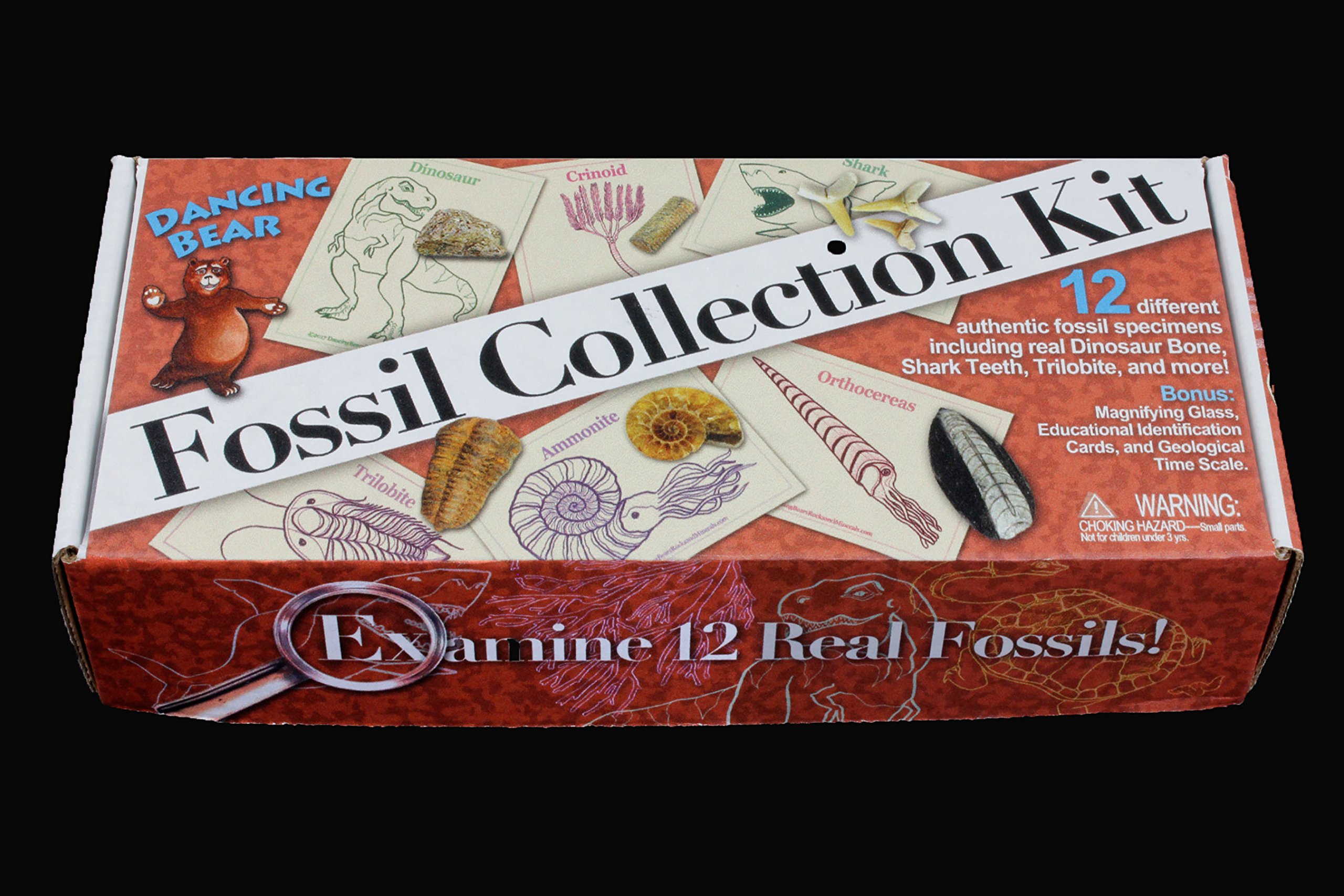 DANCING BEAR Fossil Collection Kit (12 pc): Trilobite, Dinosaur Bone ...