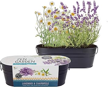 Amazon.com: Buzzy Seeds Chamomile & Lavender | Herb, Plant, Flower ...