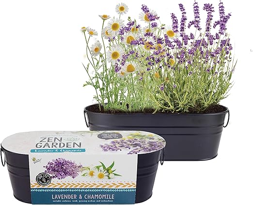 Amazon.com: Buzzy Seeds Chamomile & Lavender | Herb, Plant, Flower ...