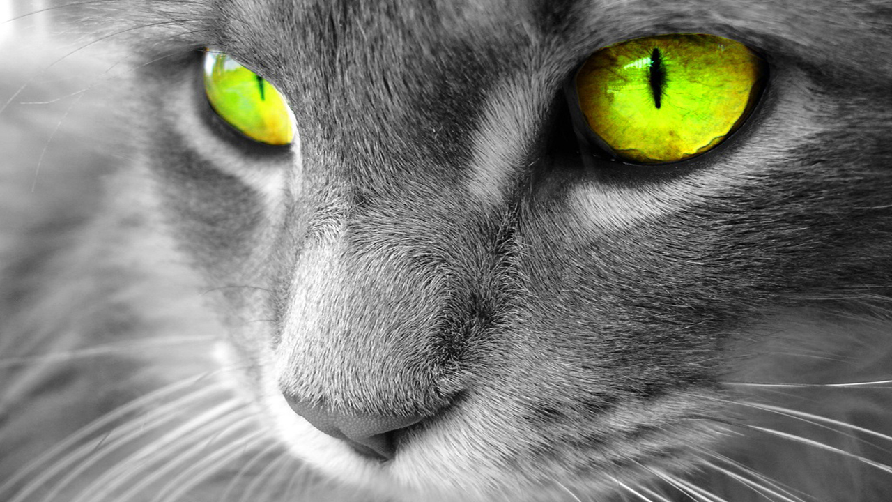 AWSOME MOBILE HD WALLPAPERS - App on Amazon Appstore