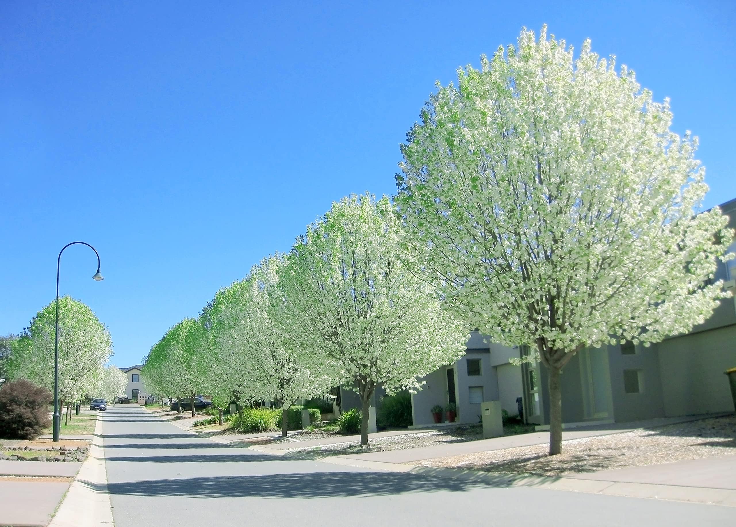 Amazon.com : 5 White Poplar Tree Cuttings for Planting - Great for ...