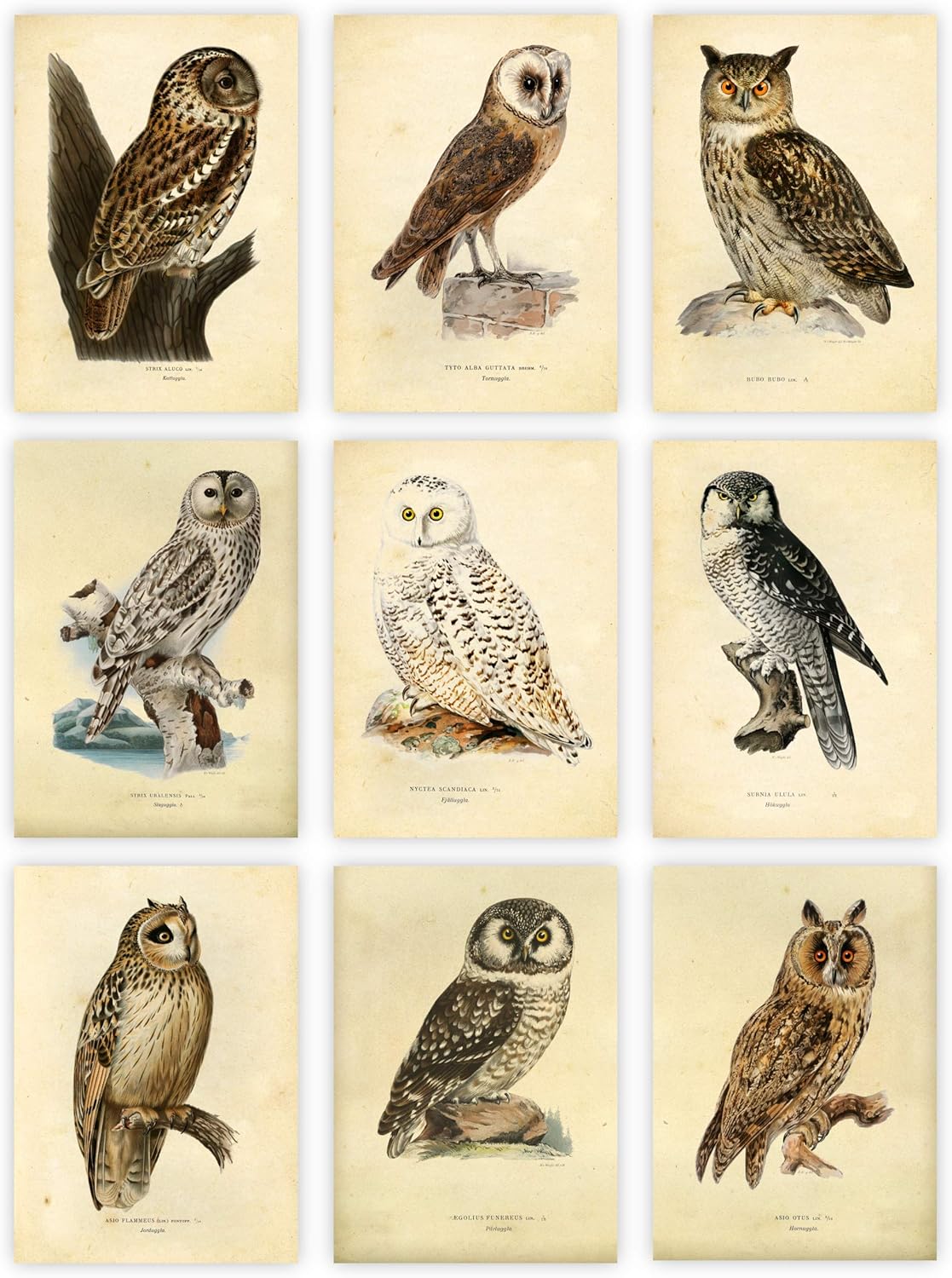 Amazon.com: Ink Inc. Owl Bird Art Prints - Set of 9 5x7 - Unframed ...