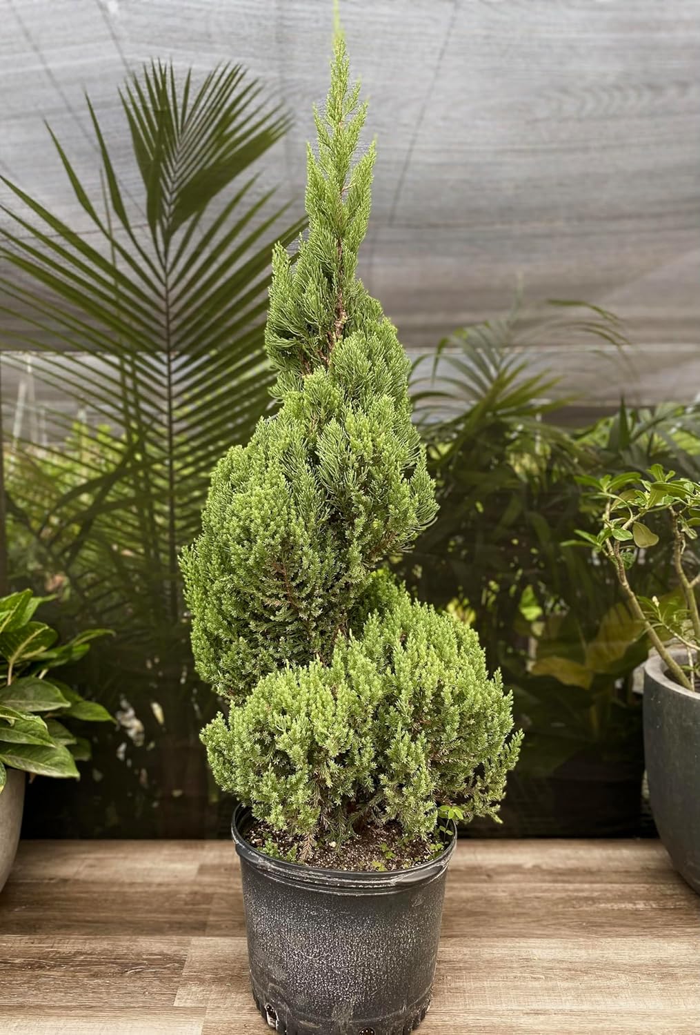 Amazon.com : Eureka Farms Topiary Spiral Blue Point Juniper Live Plant ...
