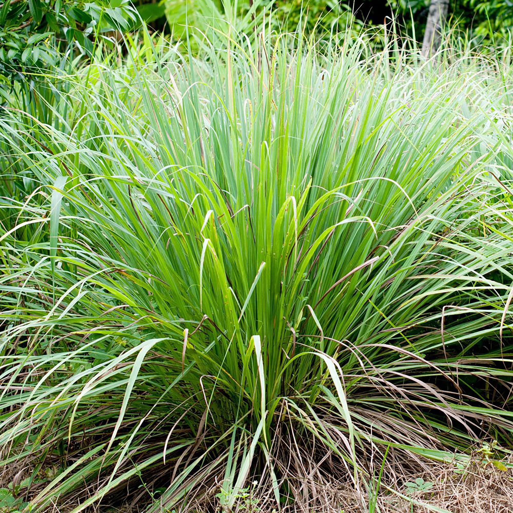Lemongrass Plant Seeds