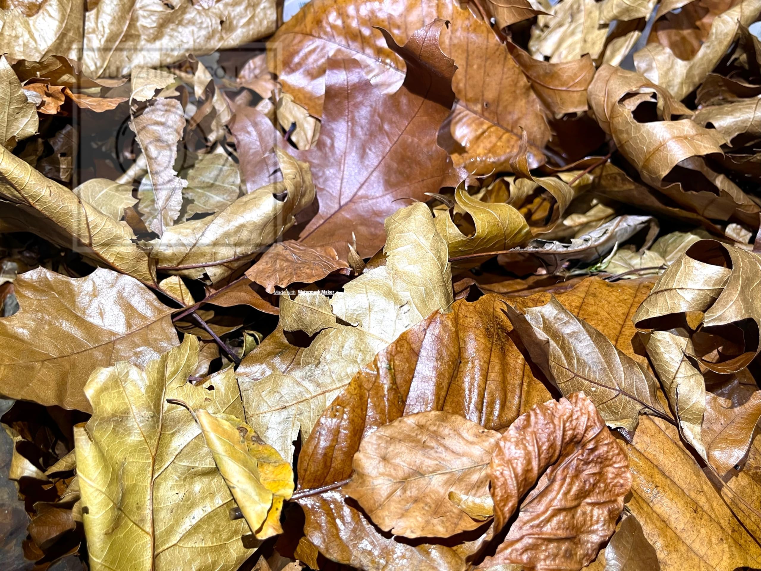 Bugznbits Premium DRIED Leaf Litter for Vivarium (6l Large Pack ...