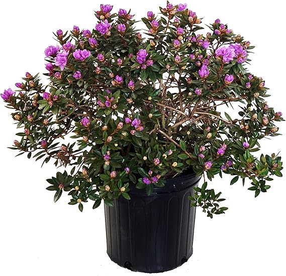 Amazon.com : Rhododendron X 'Purple Gem' (Rhododendron) Evergreen ...
