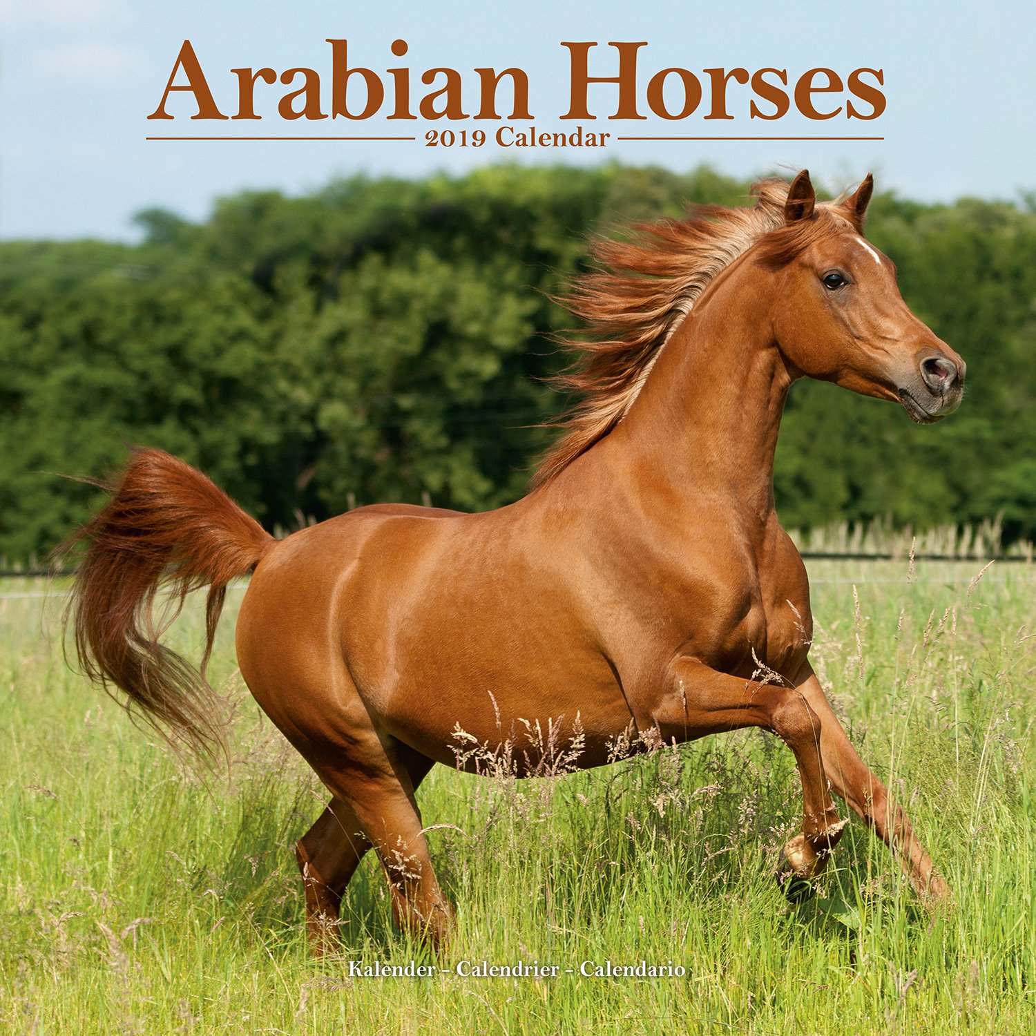 Arabian Horse Calendar - Calendars 2018 - 2019 Wall Calendars - Only ...