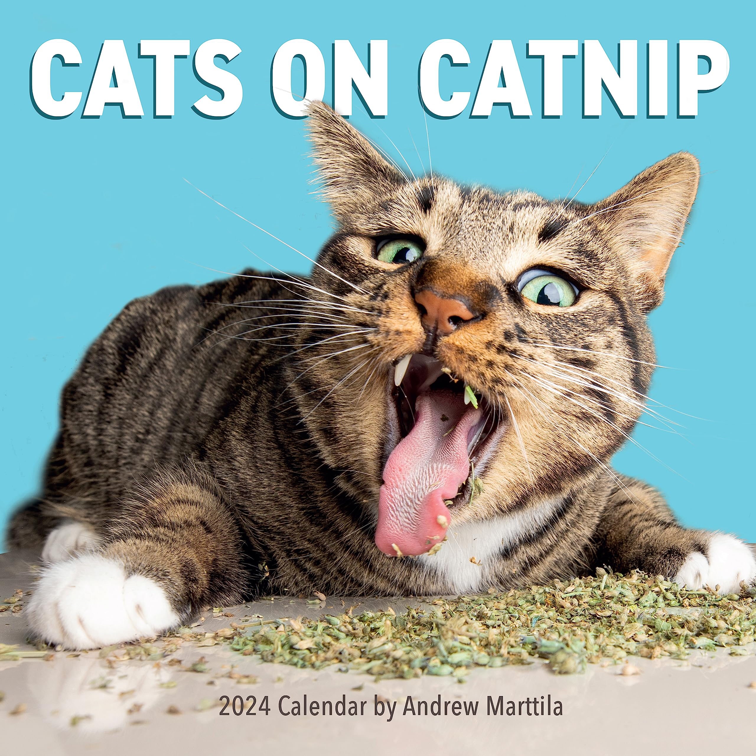 Amazon.com: Cats on Catnip Wall Calendar 2024: A Year of Cats Living ...