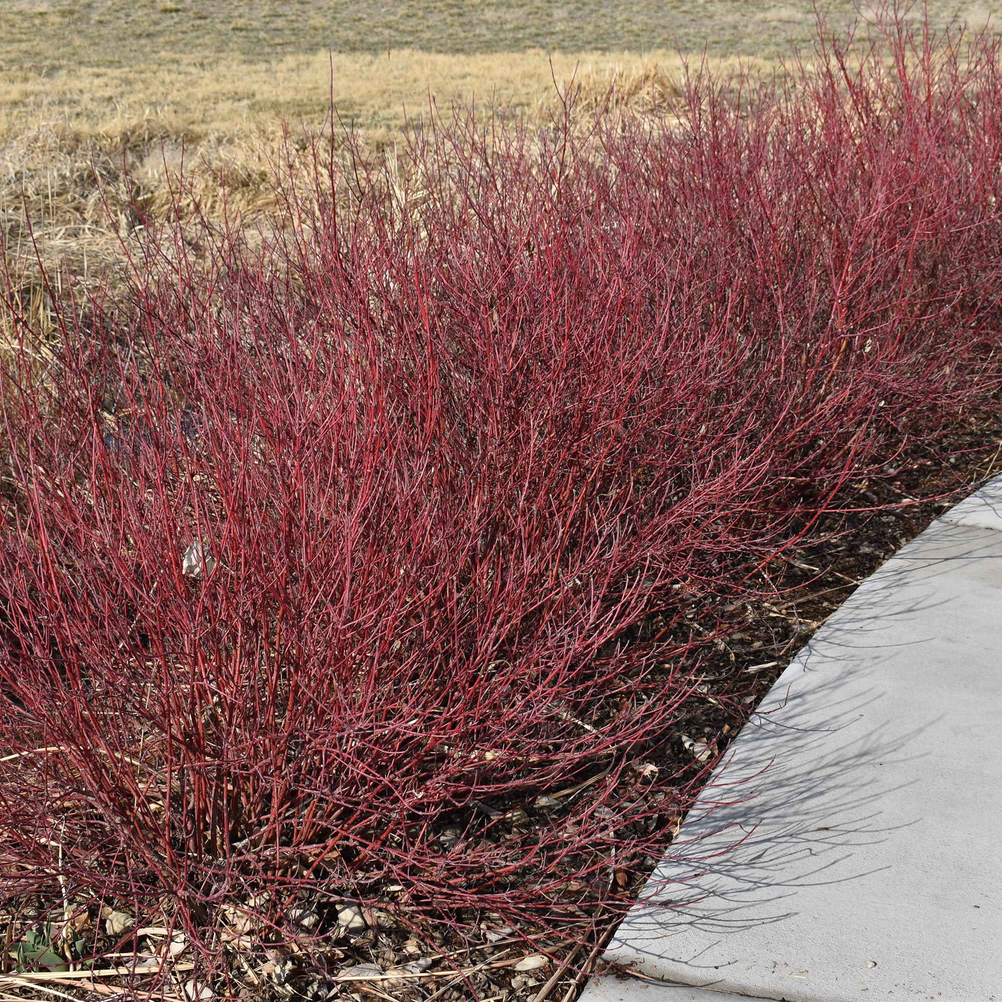 Red Twig Dogwood Shrub