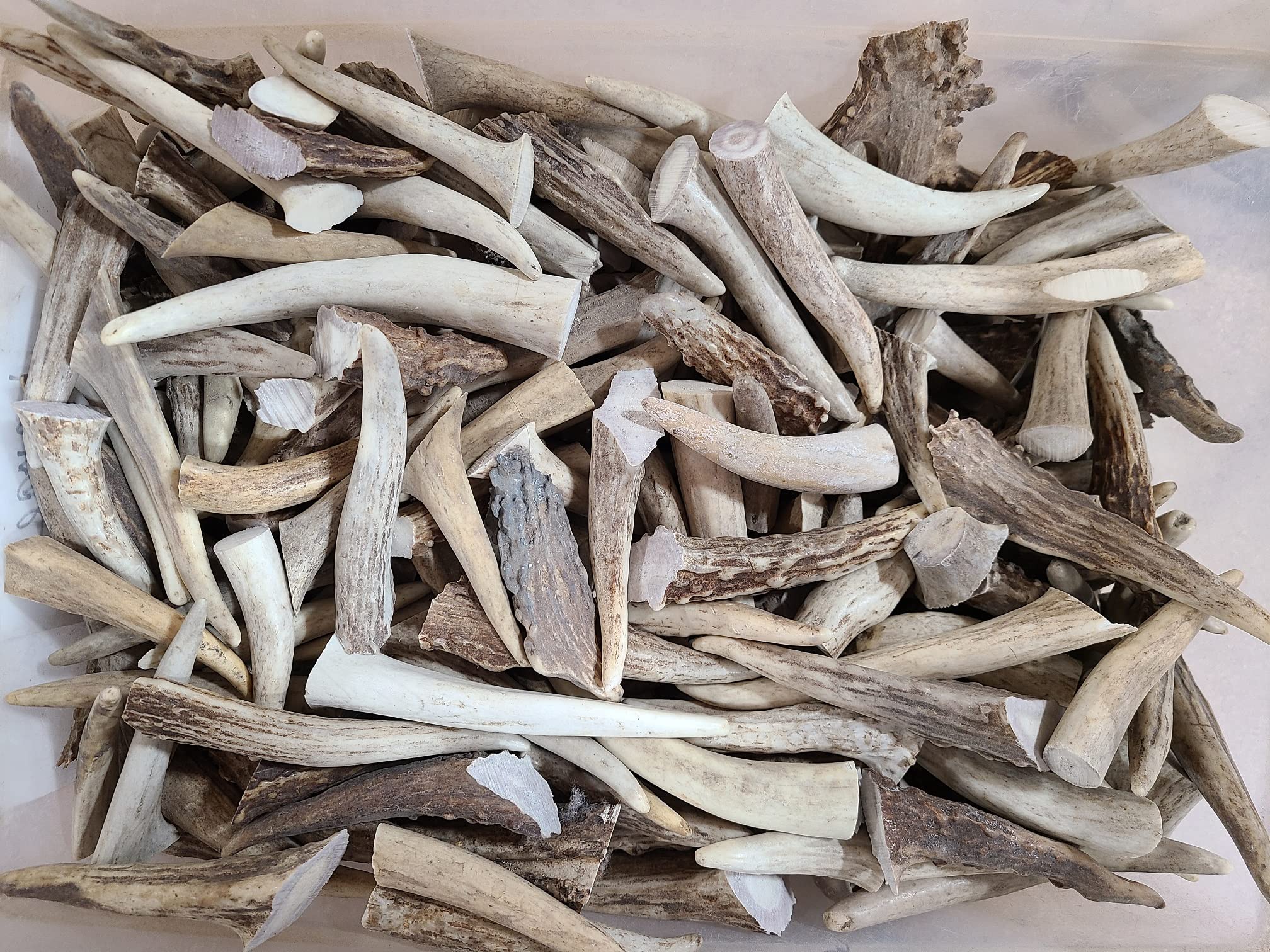 Amazon.com : 15 Deer Antler Tips for Crafting or Jewelry - 2-4 Inches ...