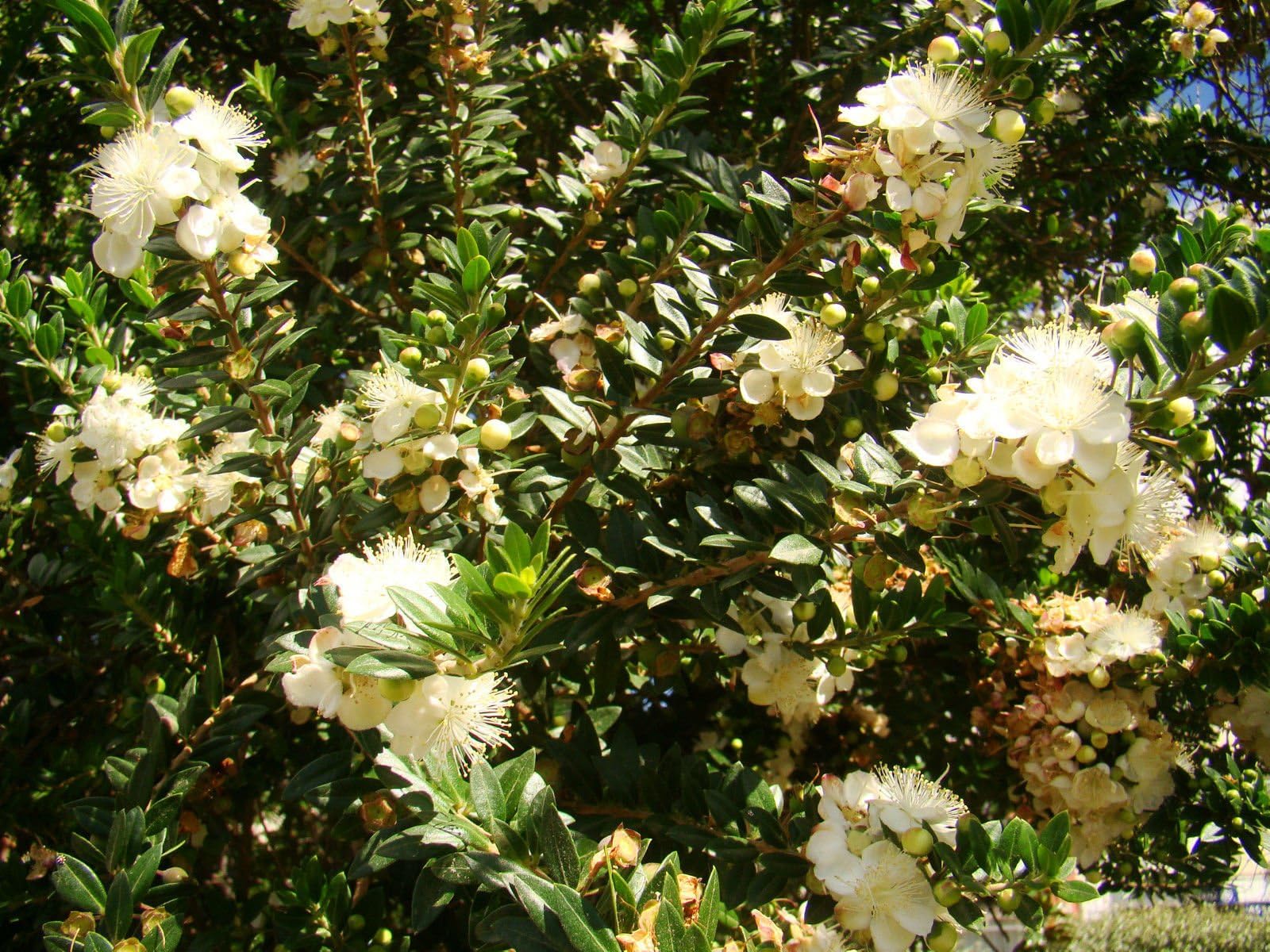 Plant Theory Tarentina Myrtle Myrtus Communis Shrub Plant 2L Pot ...