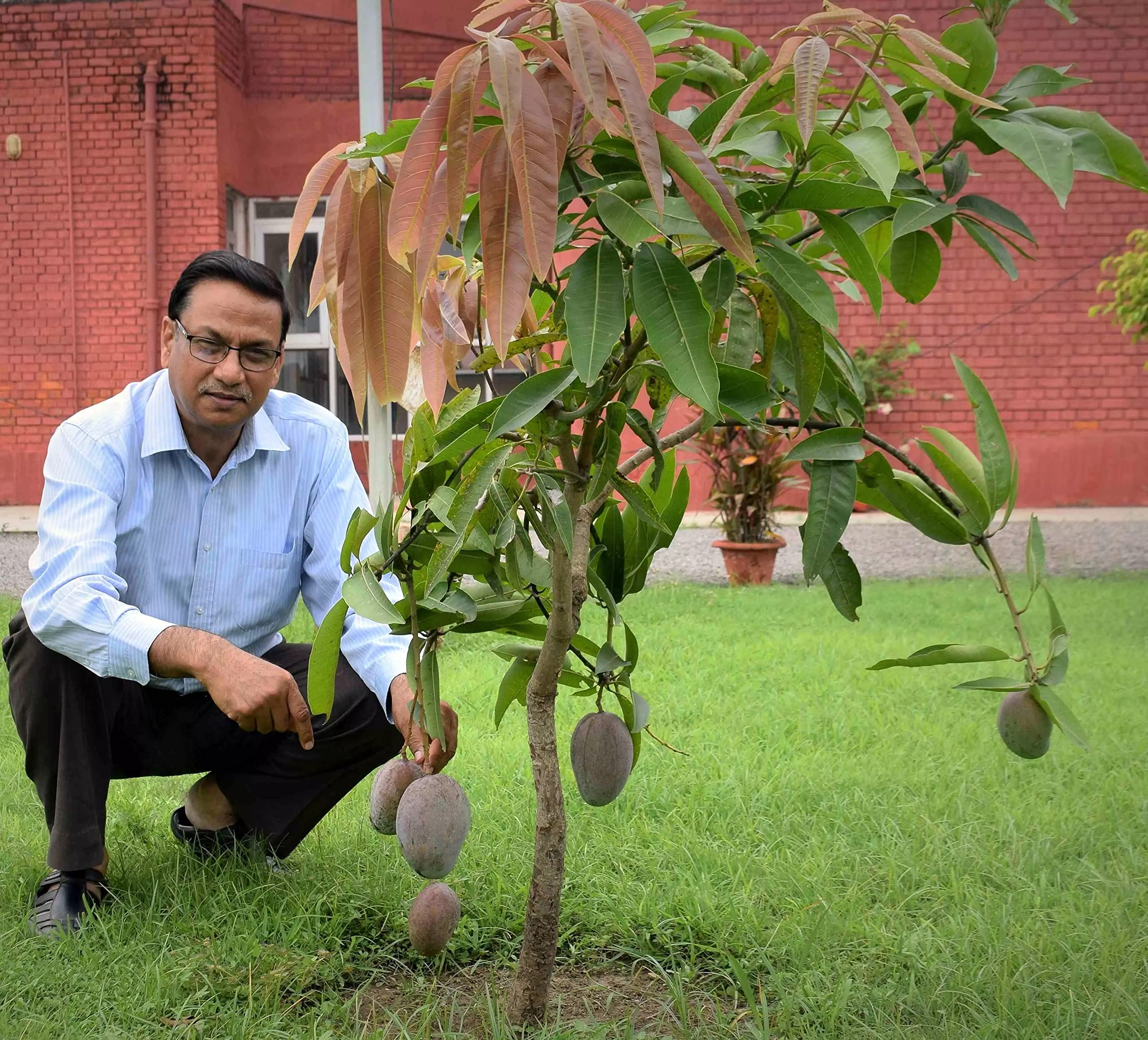 Cloud Farm Live Ambika Mango Plant Grafted 1 Healthy Live Plant CF_33 ...