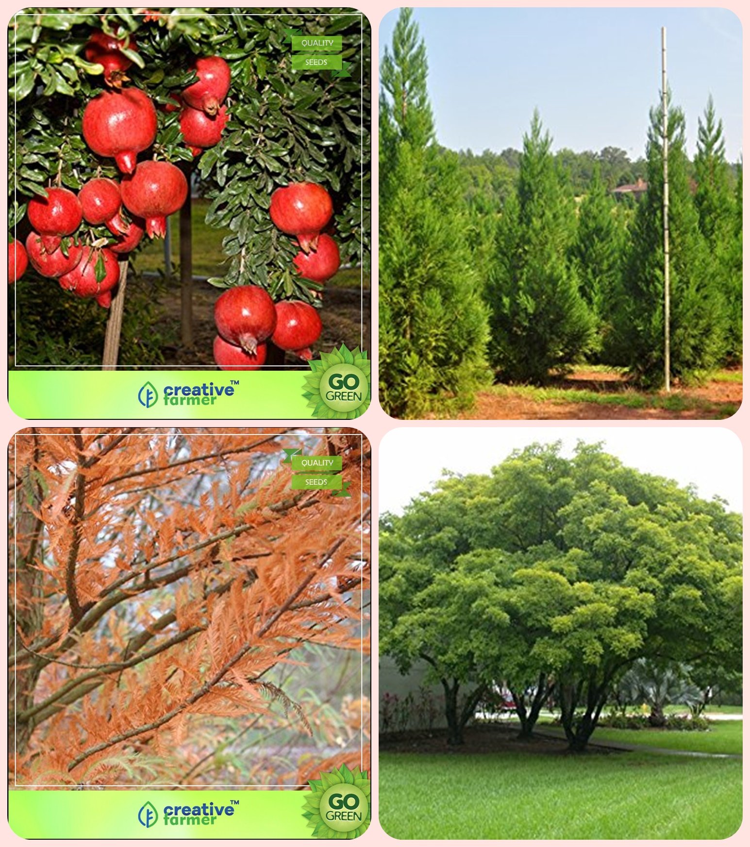 Buy Creative Farmer Combo Tree Seeds Pomagranate Nana,Japanese Cedar ...