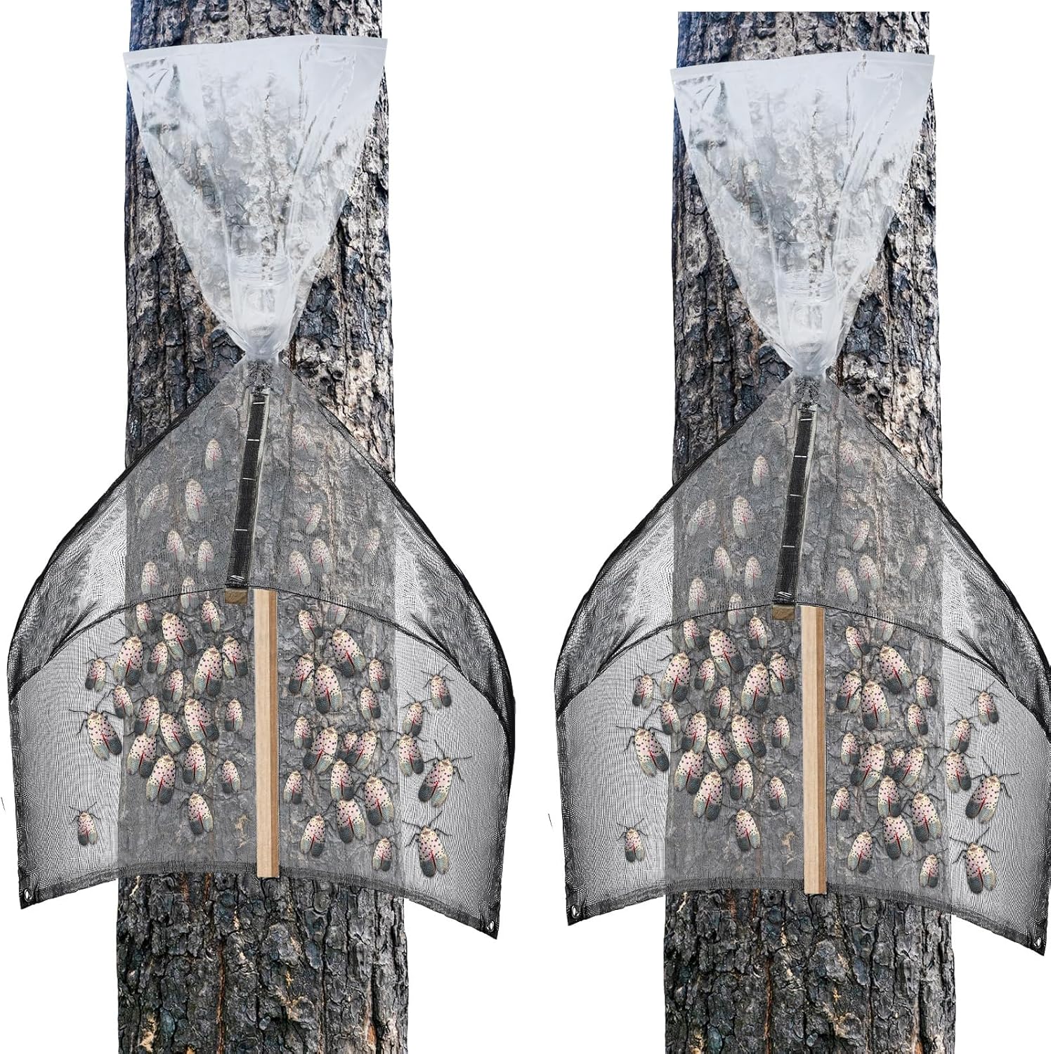 Amazon.com : Qualirey 2 Pcs Spotted Lanternfly Tree Trap,Natural ...