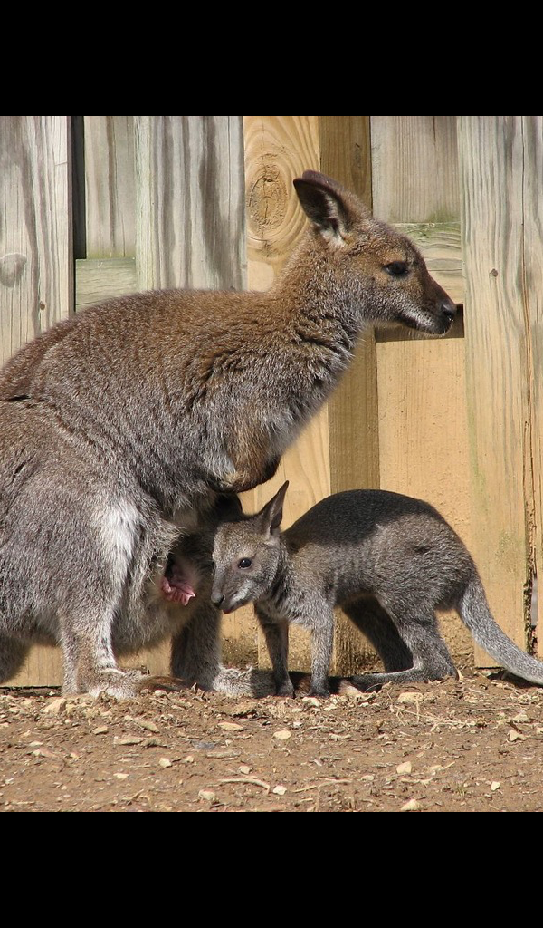 cute wallaby Wallpaper -- HD Wallpapers of cute wallaby! - App on the ...