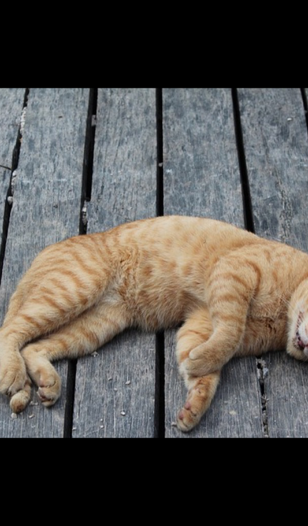 smiling cat Wallpaper -- HD Wallpapers of smiling cats! - App on Amazon ...